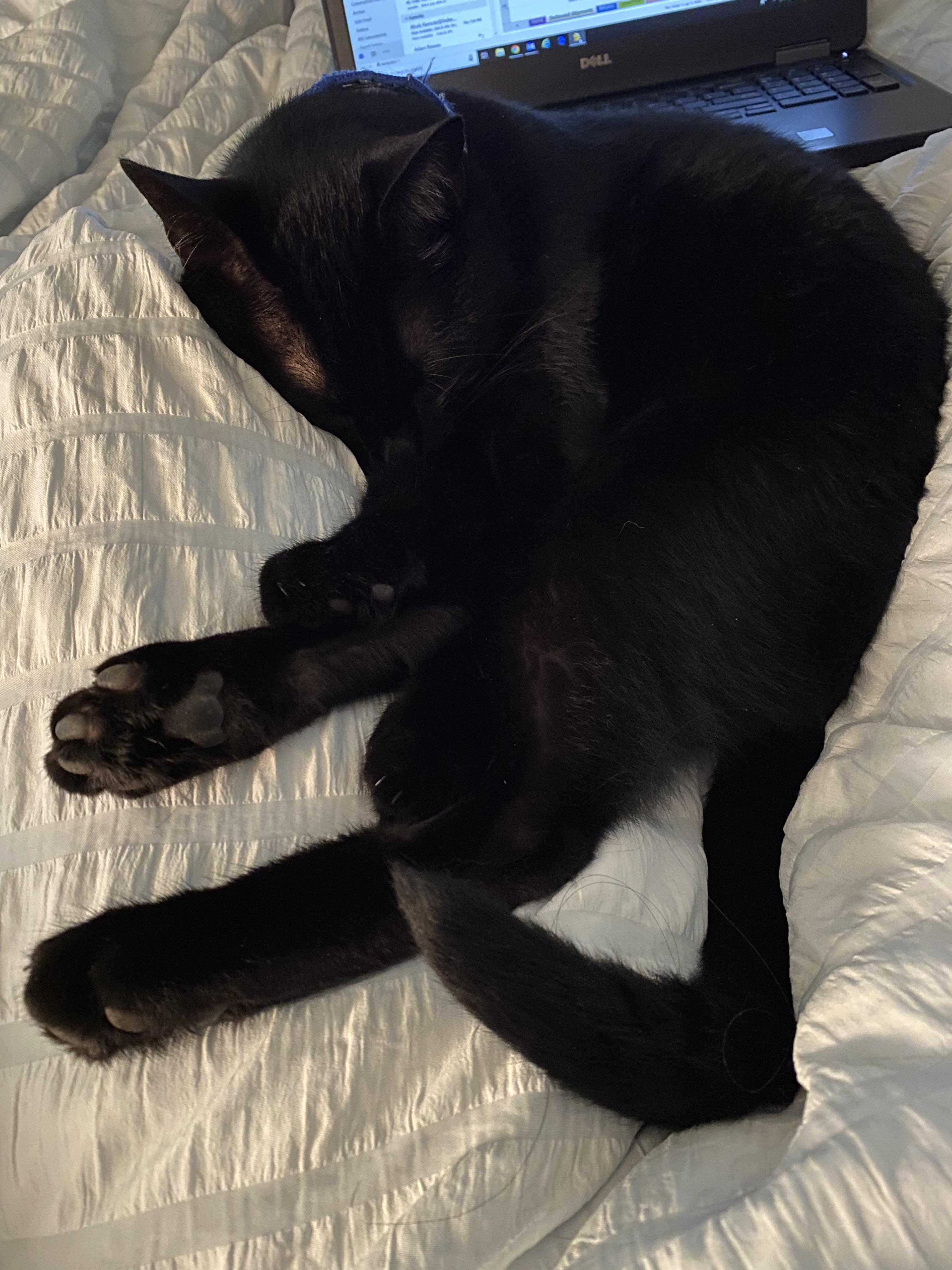 Void toe beans | Scrolller