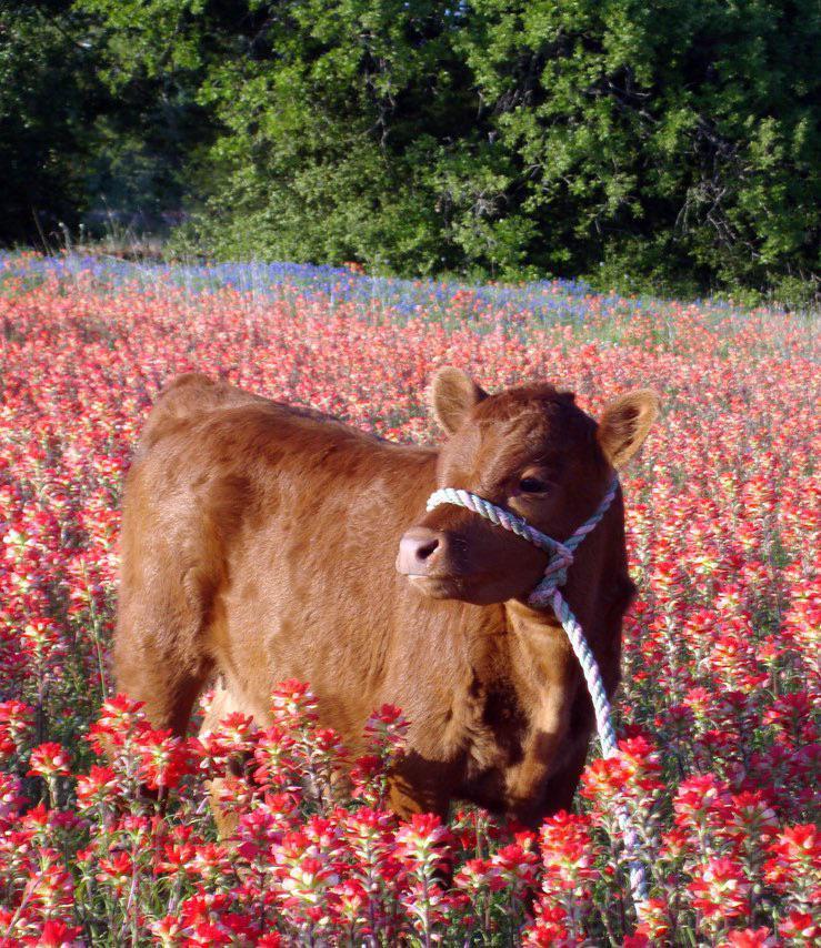 Walk through the fields | Scrolller