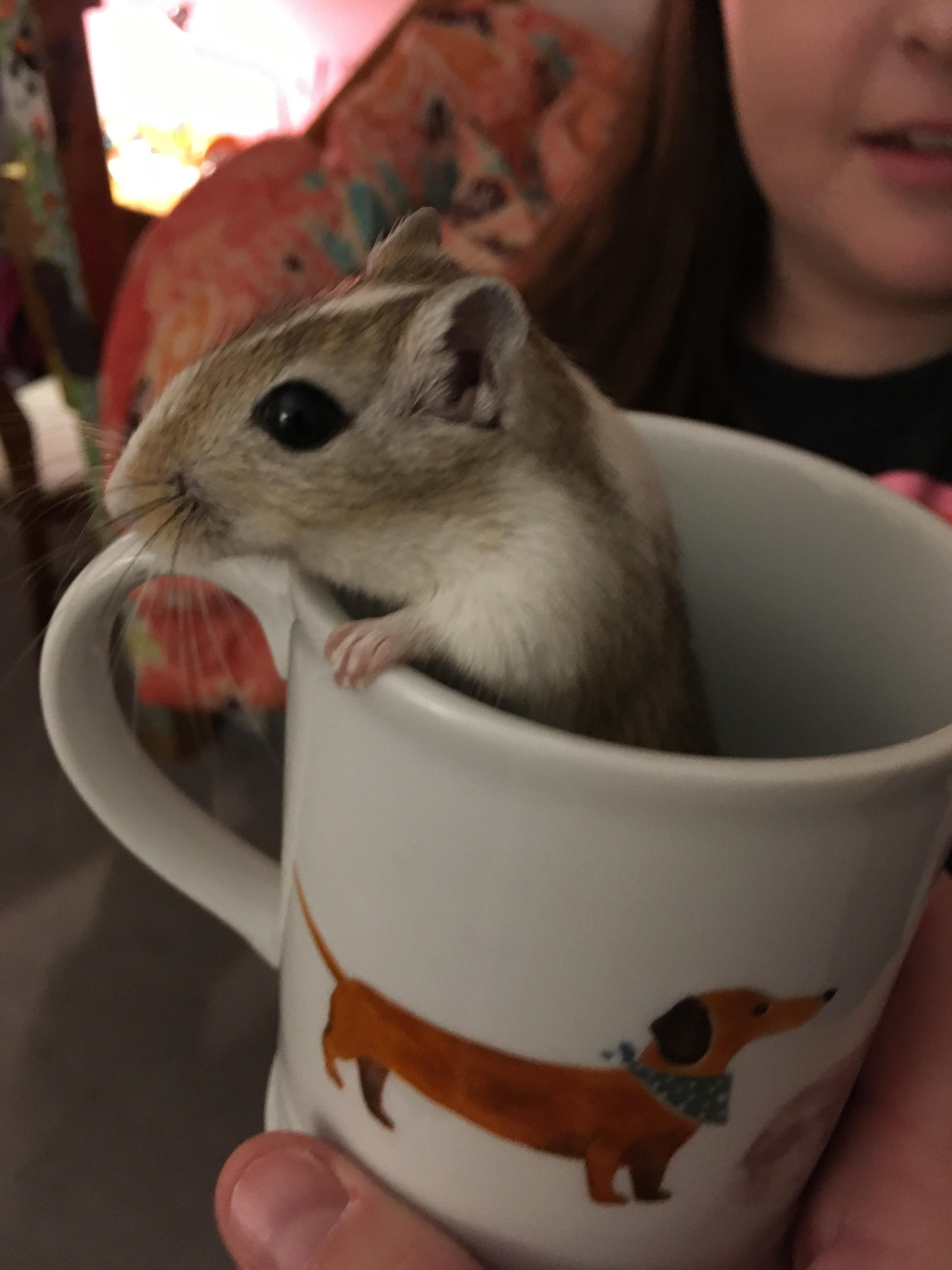 Walkamoley loves to be carried around in a mug. | Scrolller