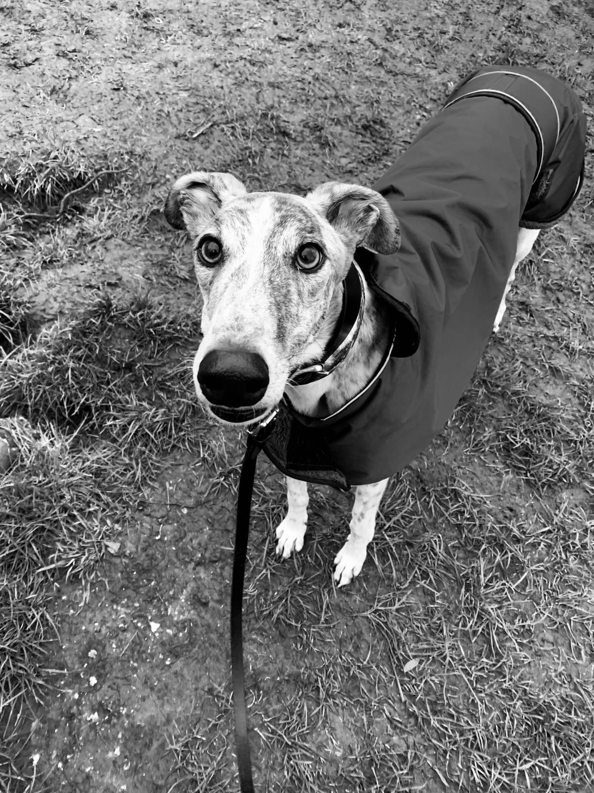 Walkies with my favourite | Scrolller