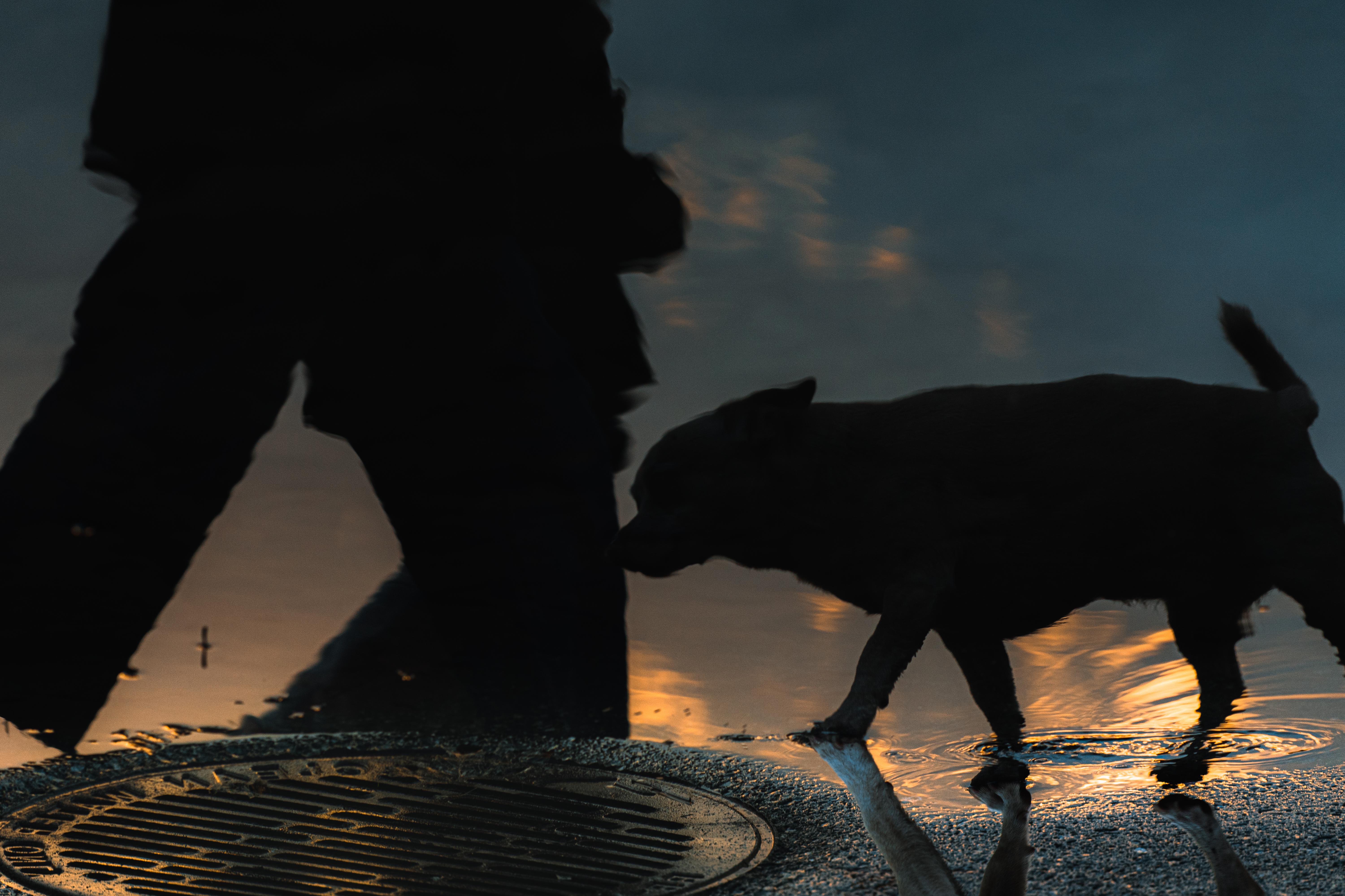 Walking in a Puddle | Scrolller