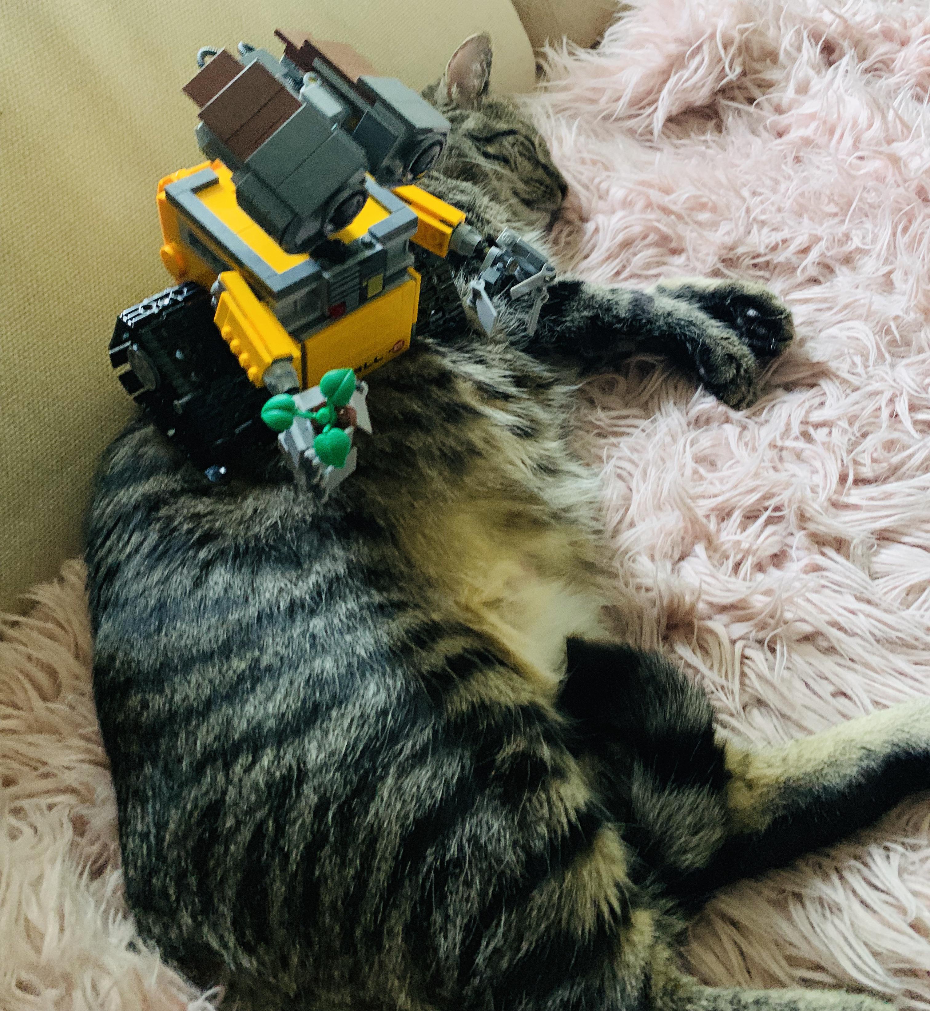WALL·E on cat | Scrolller