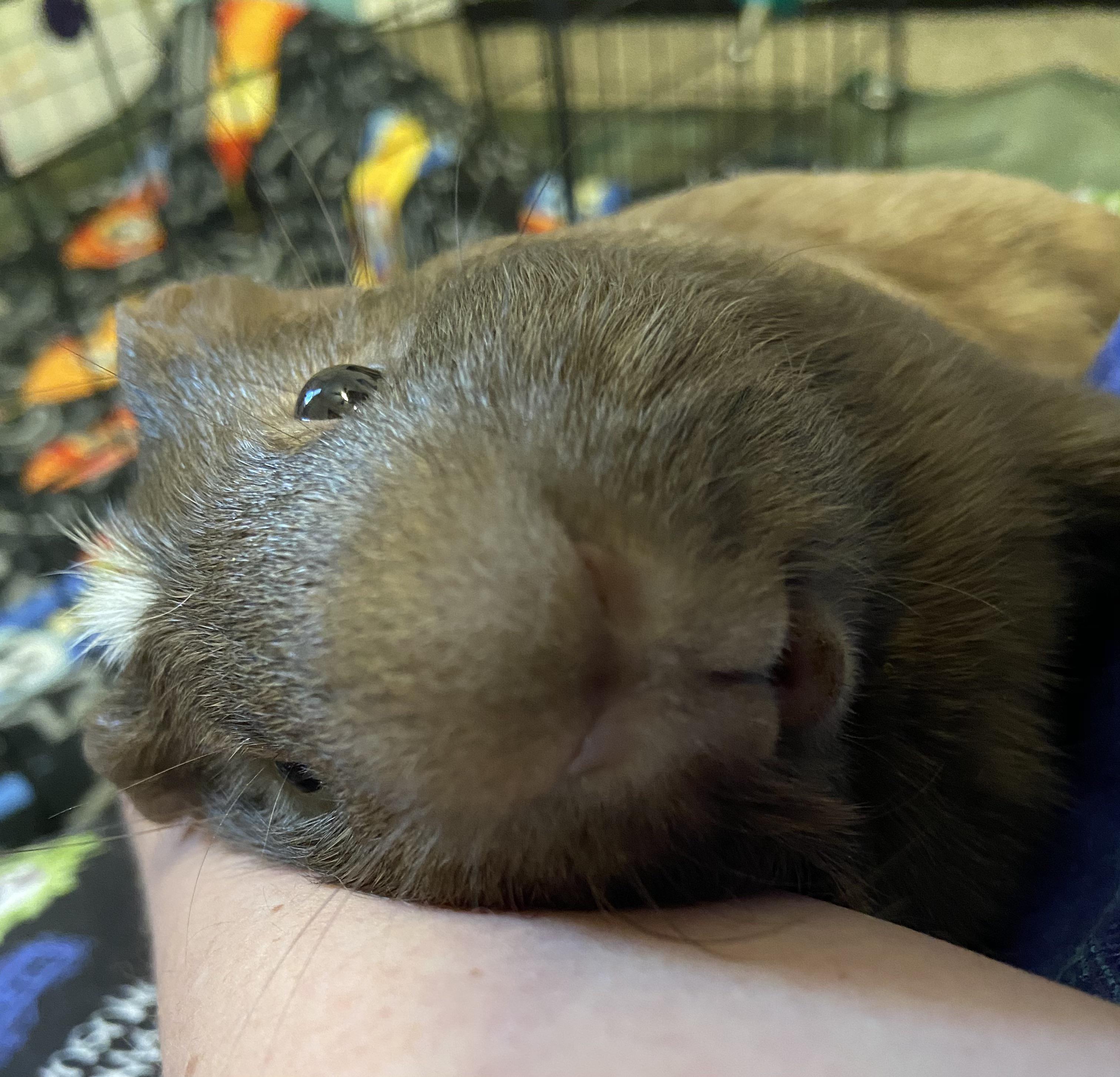 Walter the “wombat” | Scrolller