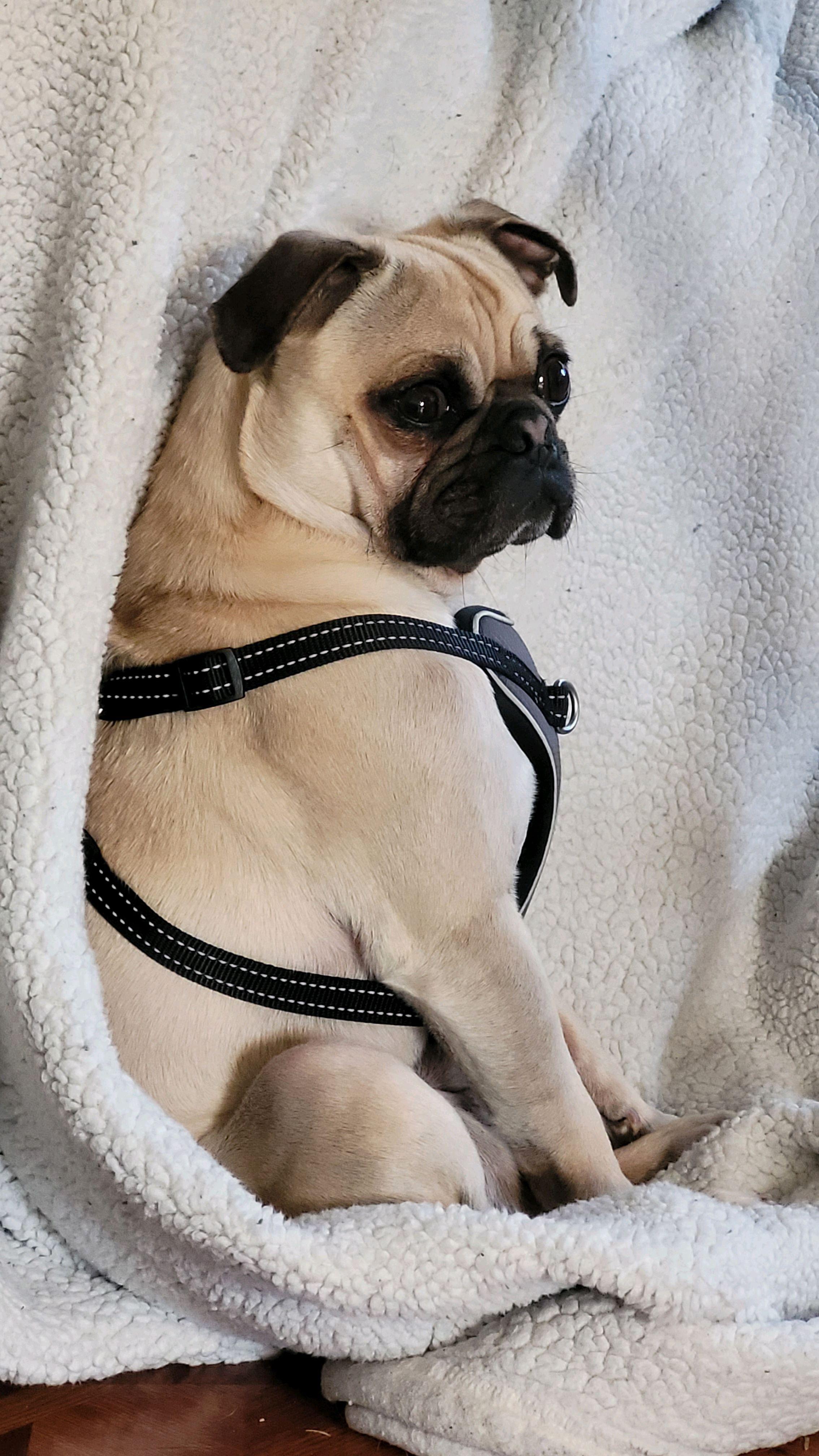 Wanted to share my nephew’s pup! | Scrolller