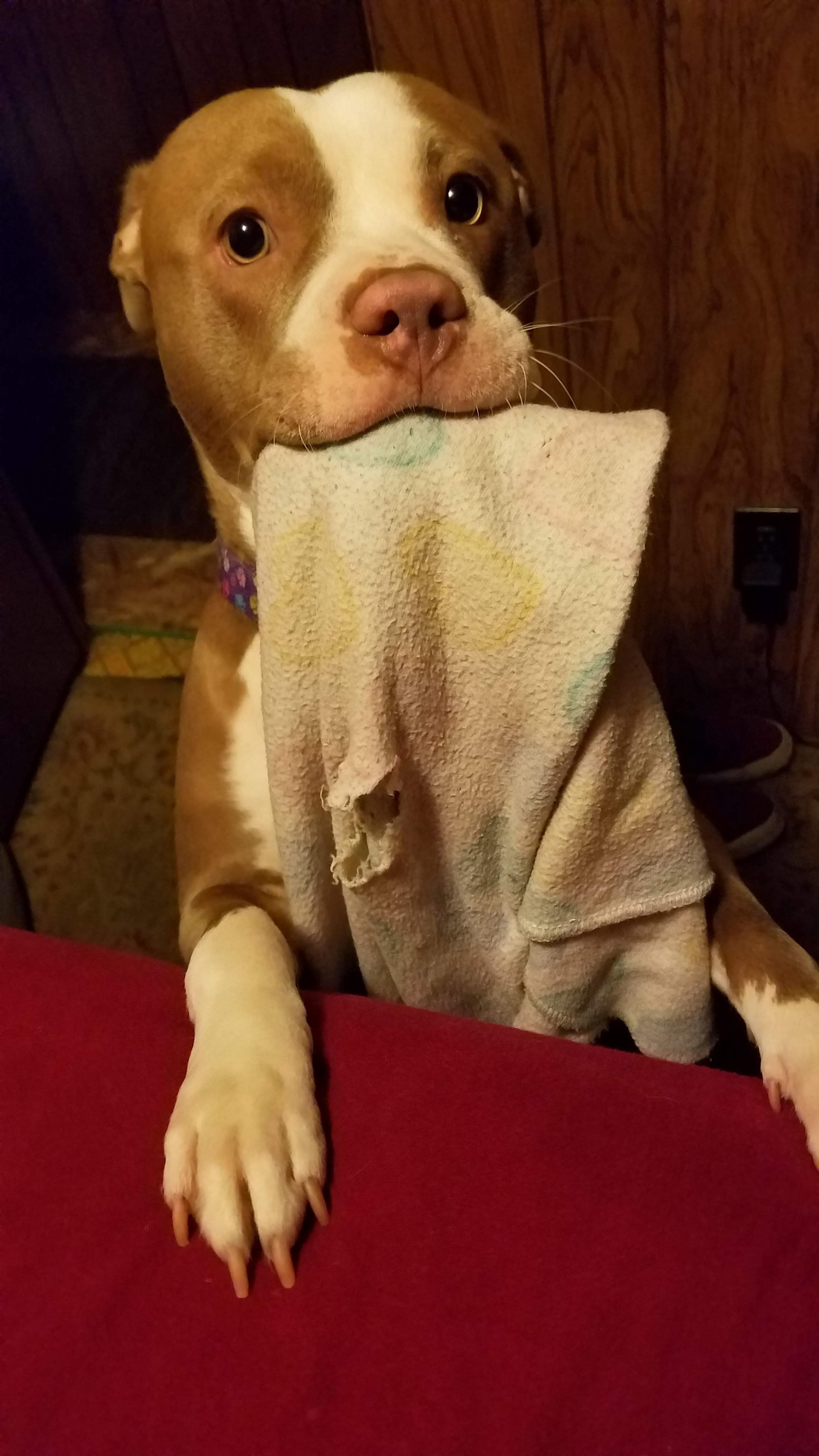 Was told my pitty would be accepted here? ( ᴗ ) She's so frickin CUTE | Scrolller