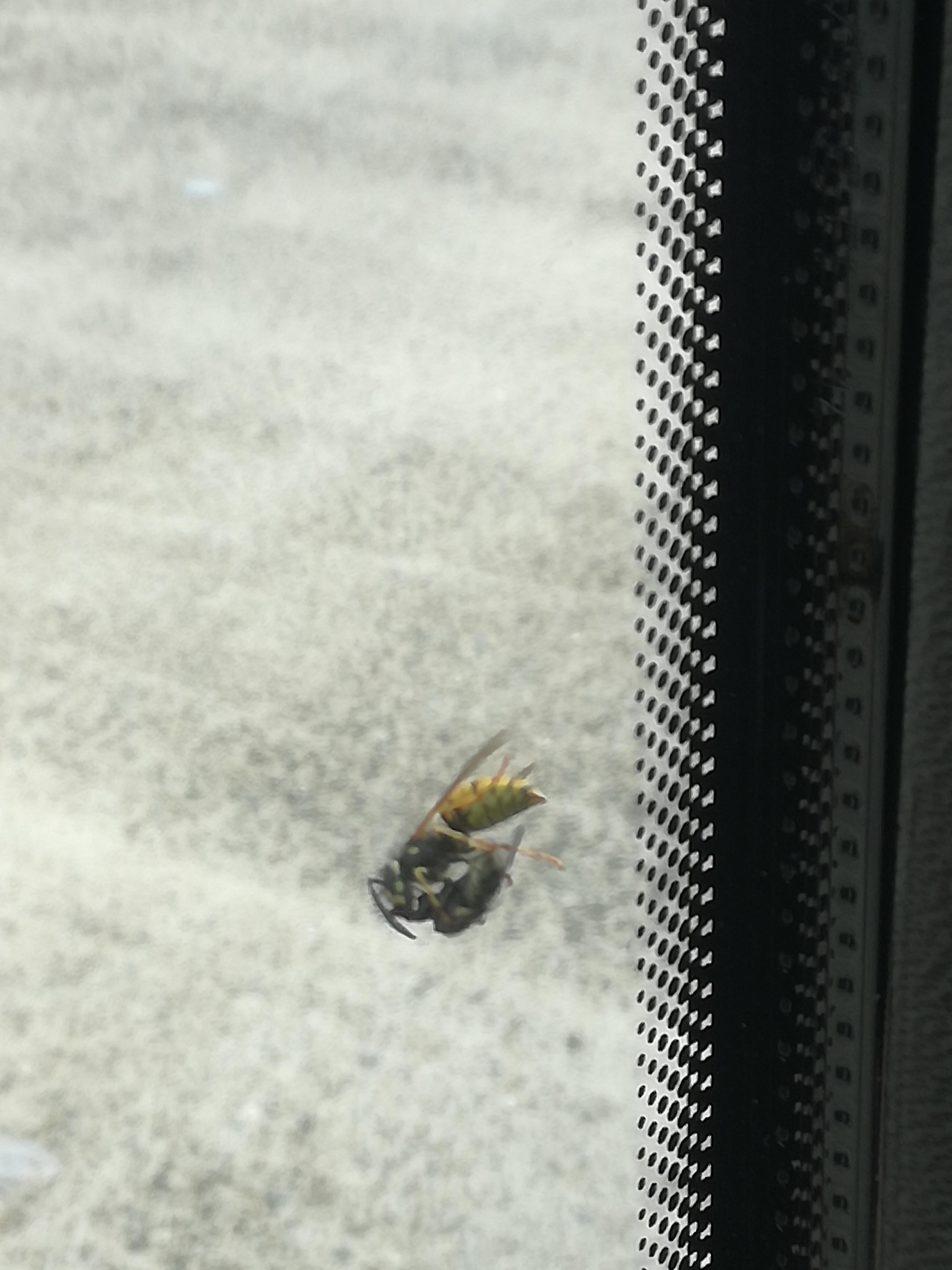 Wasp beheading a fly(?) | Scrolller