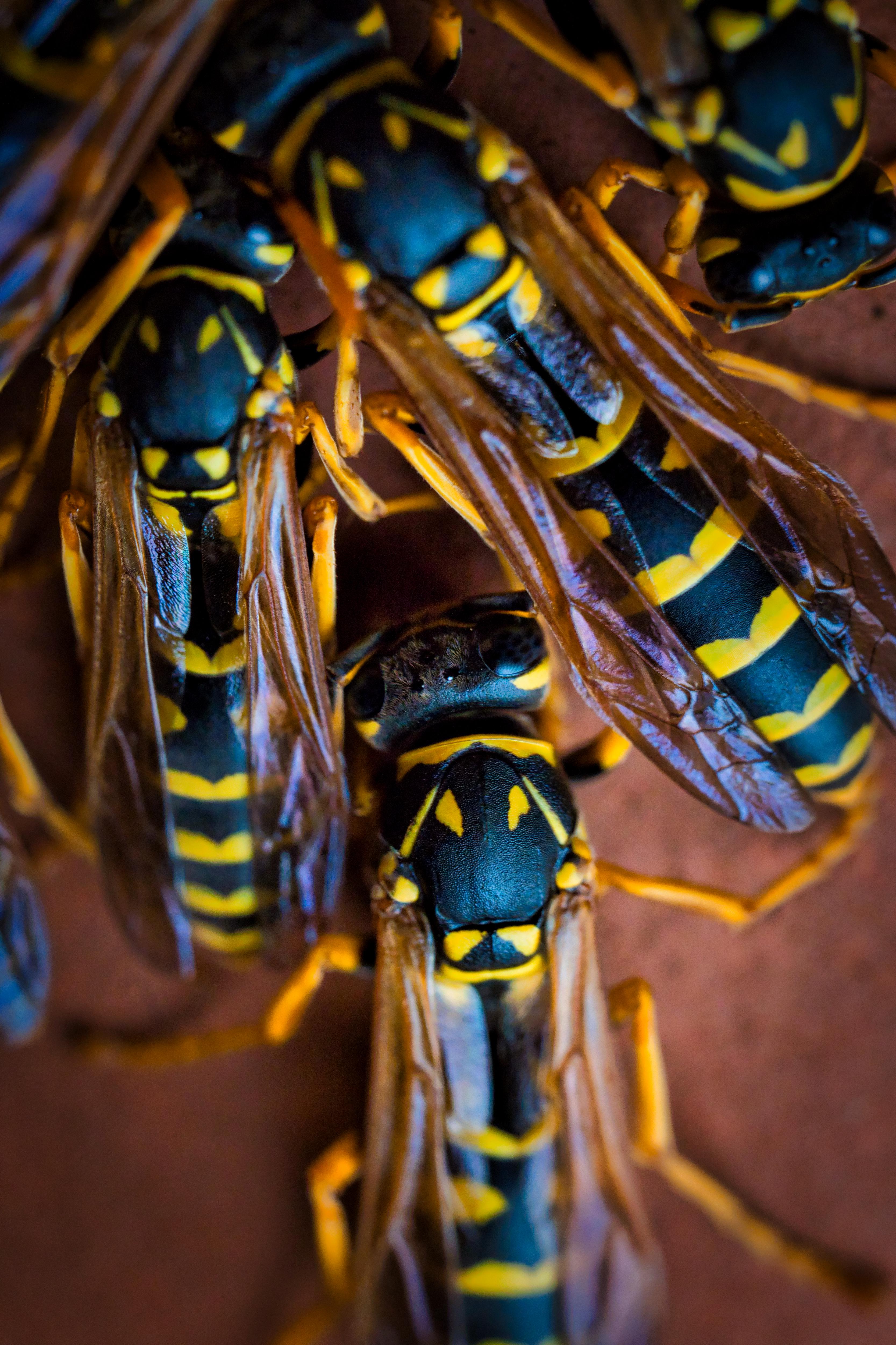 Wasp hotel | Scrolller