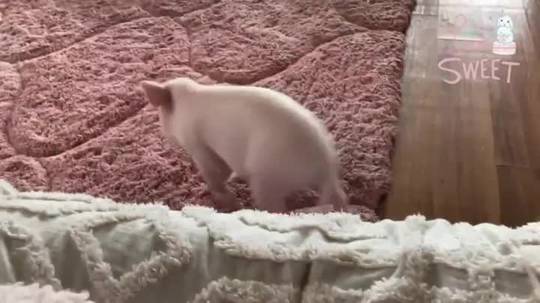 "Watch me do the piggy dance!" | Scrolller