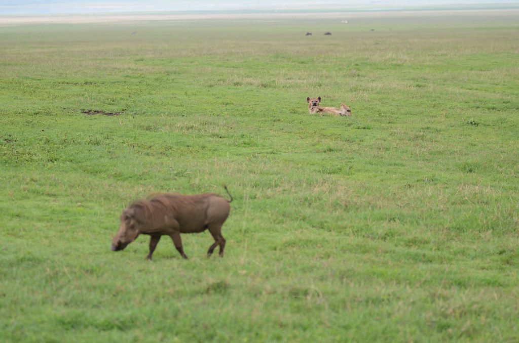 Watch out, warthog. | Scrolller