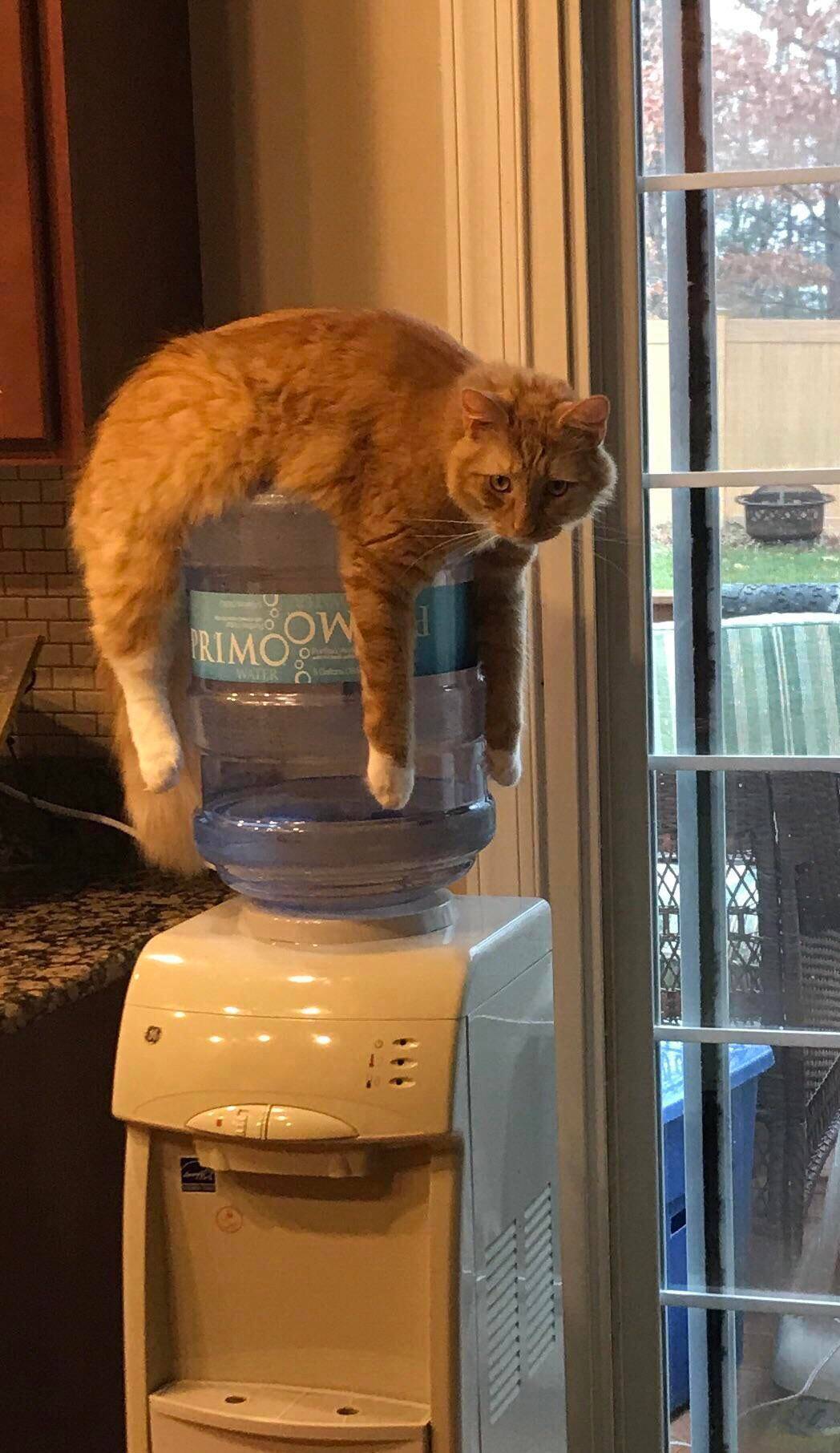 Water cooler > cat bed | Scrolller