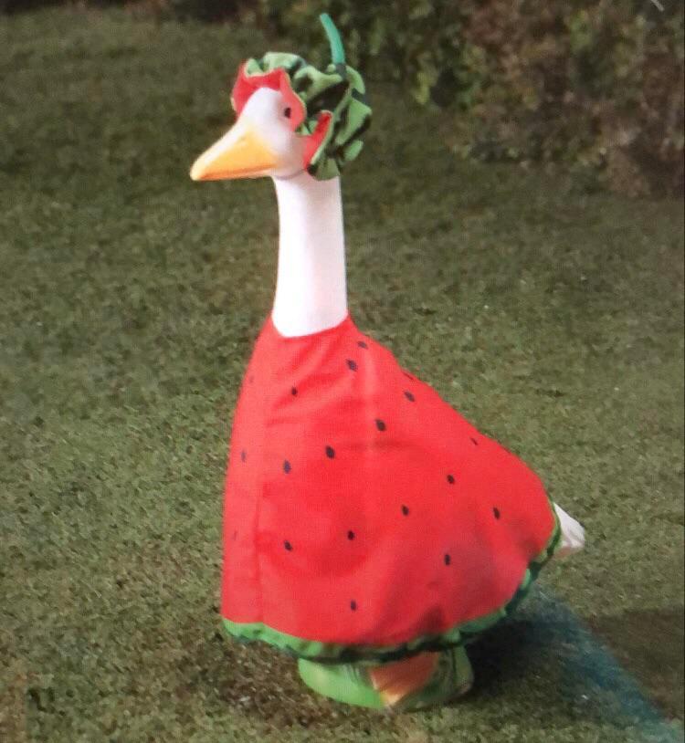 watermelon quack | Scrolller