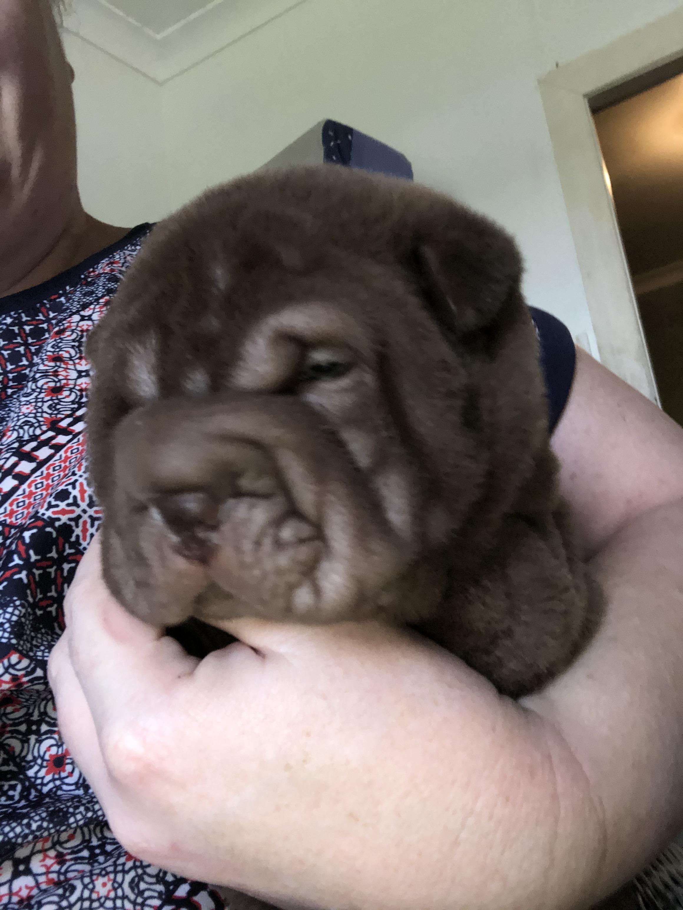We have a name! Meet pippin. Aka miss pippi, pip squeak. Four weeks old today. 🥰 | Scrolller