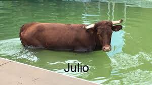 We know Juan but what about Julio | Scrolller