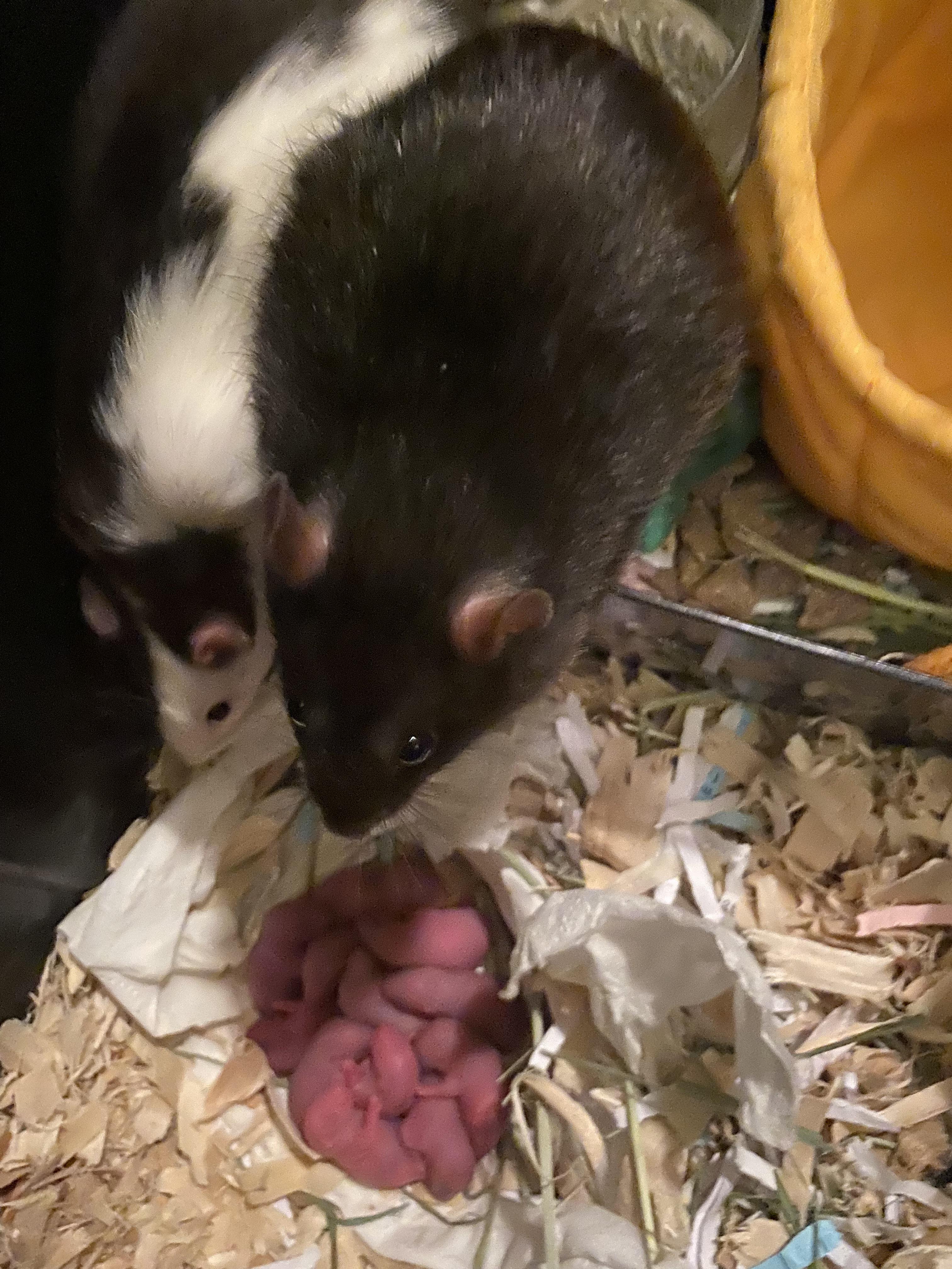 We made dis! | Scrolller