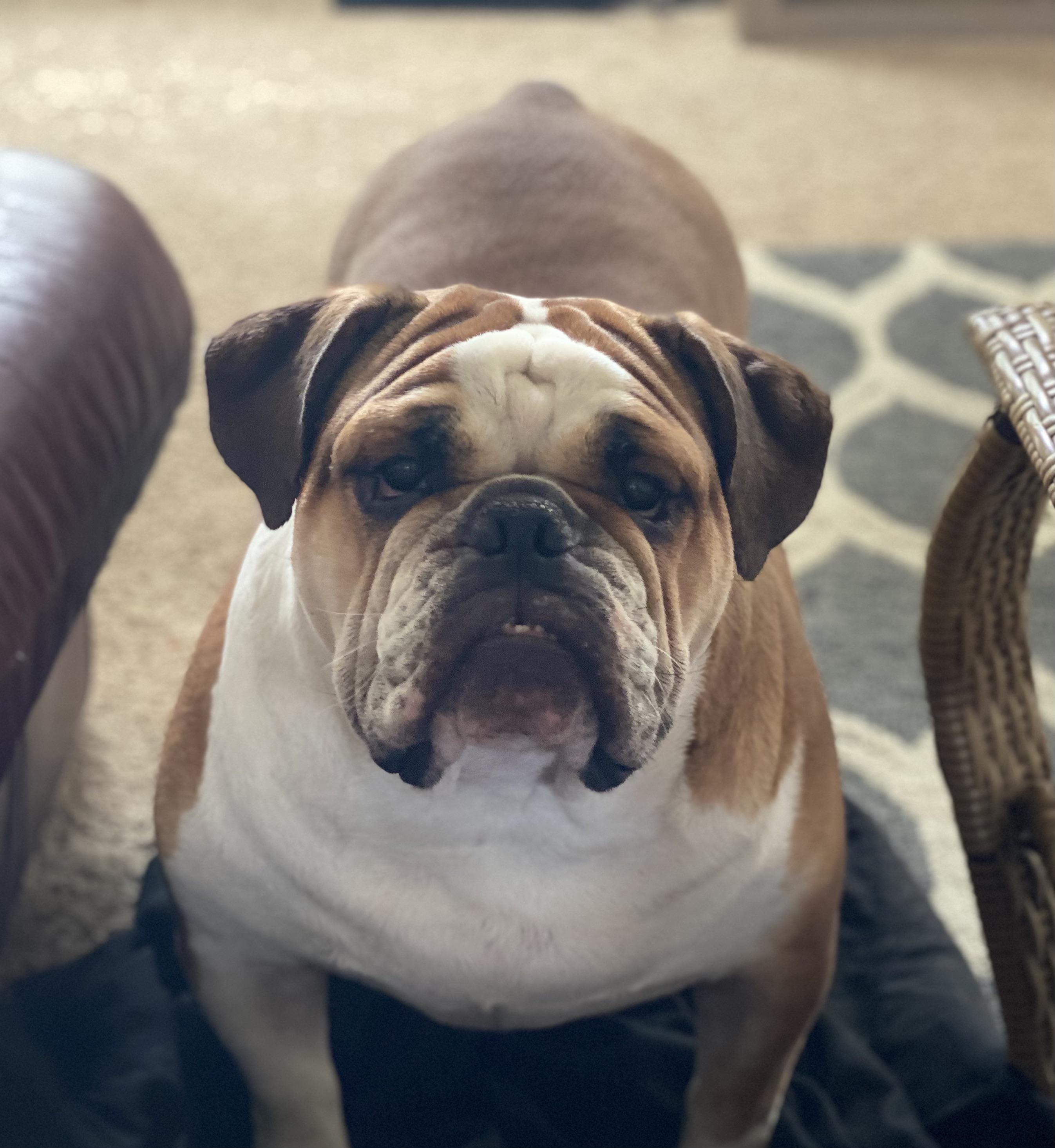 Meet Our Rescue Lady Bug Scrolller