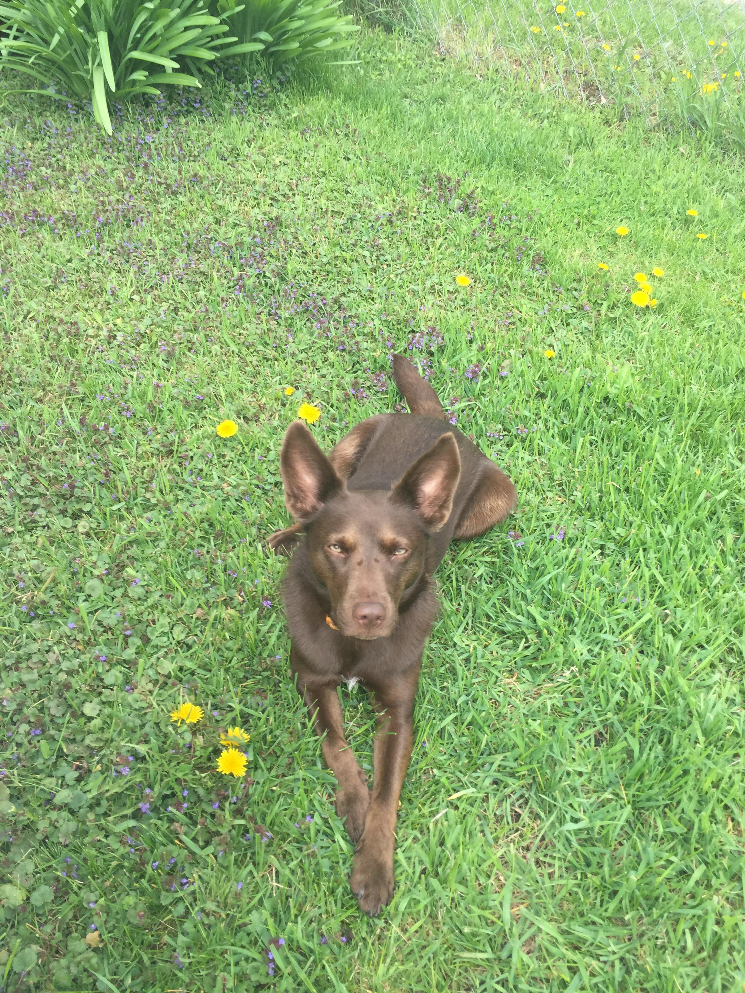 We thought she was a Kelpie. We got DNA results back: Border Collie, German Shepherd, Pug ...