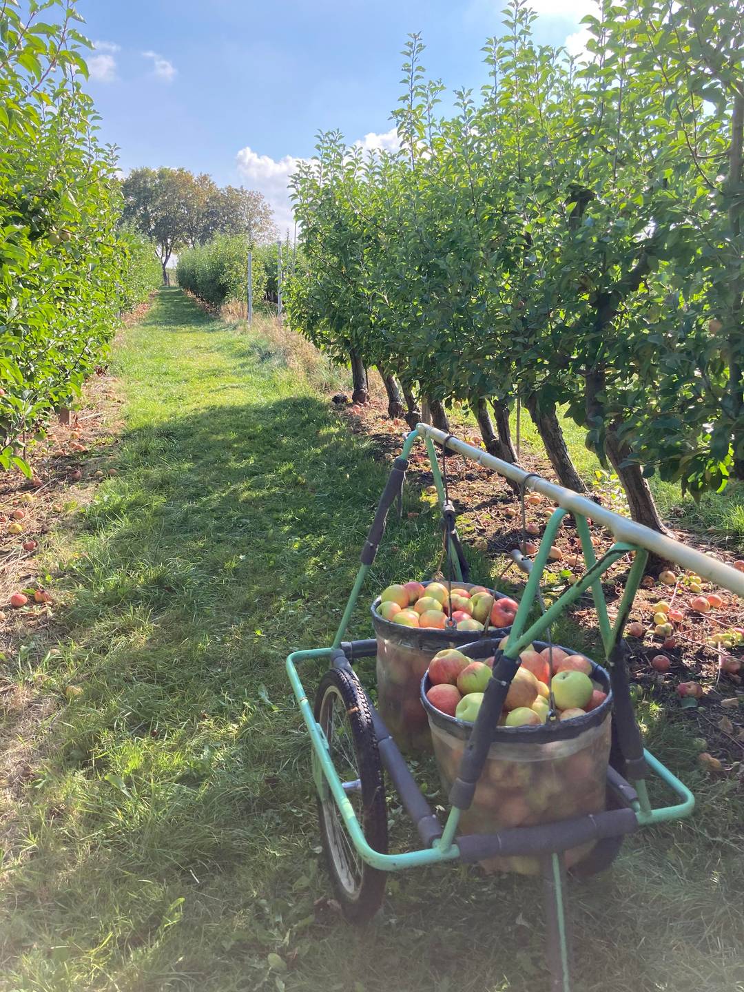 We went apple picking today. Until our own trees carry enough fruit, we ...