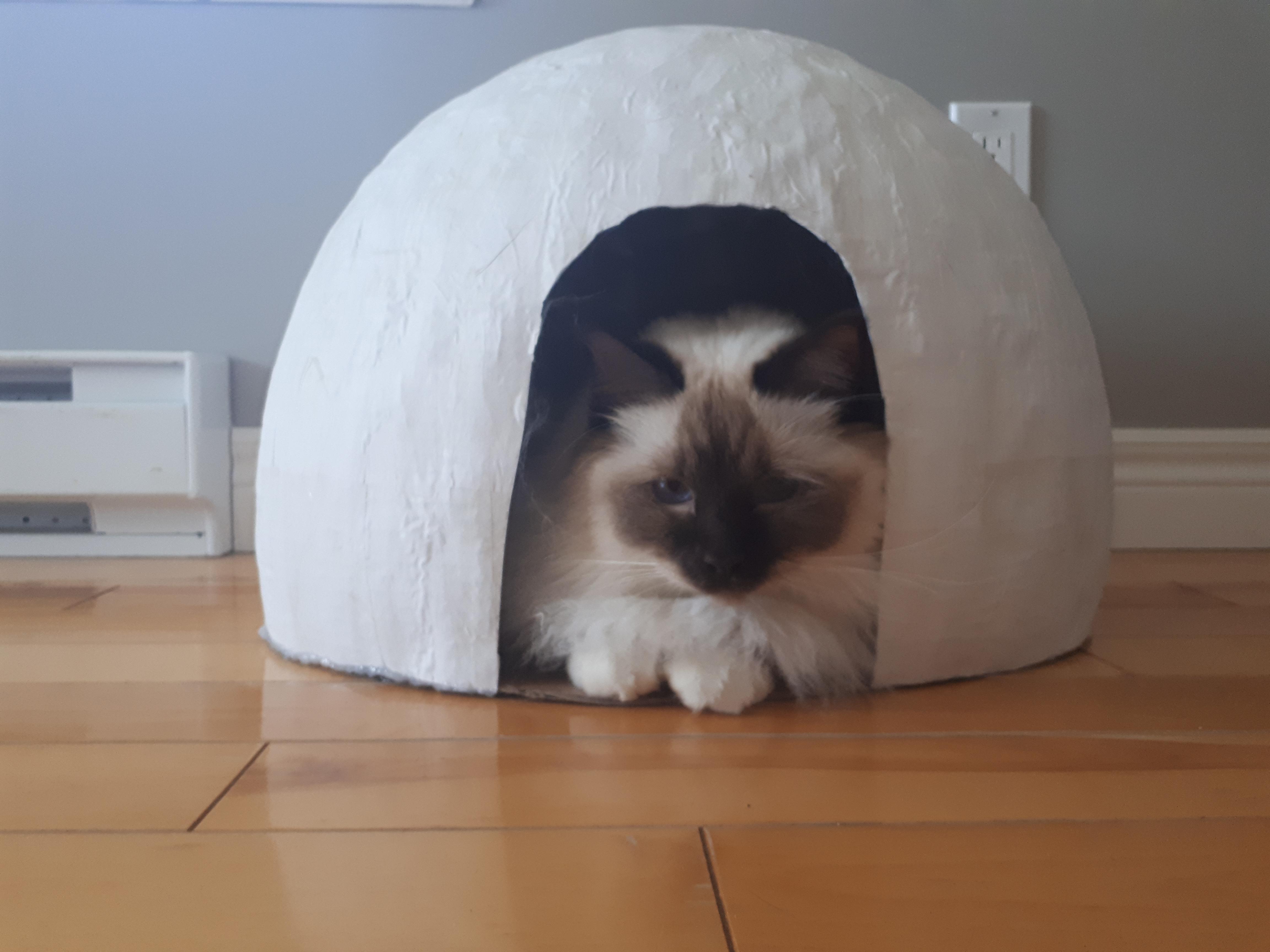 We were inspired by Evan and Katelyn's CATtus cat bed but since we were missing some materials ...