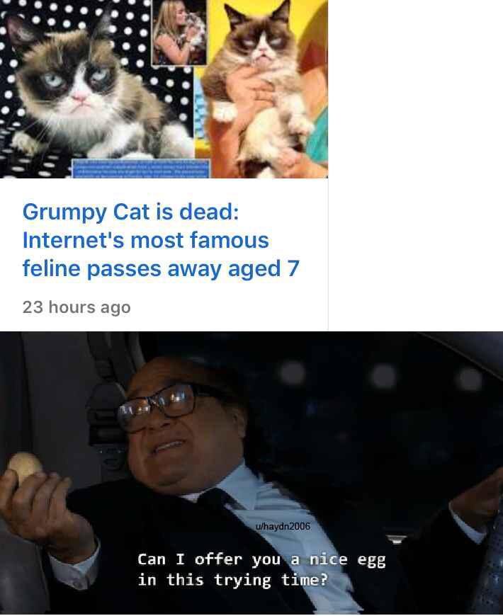 We will miss you grumpy cat | Scrolller