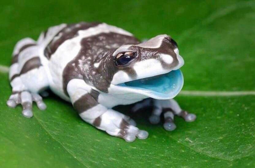 Wednesday is occurring, my male specimens. | Scrolller