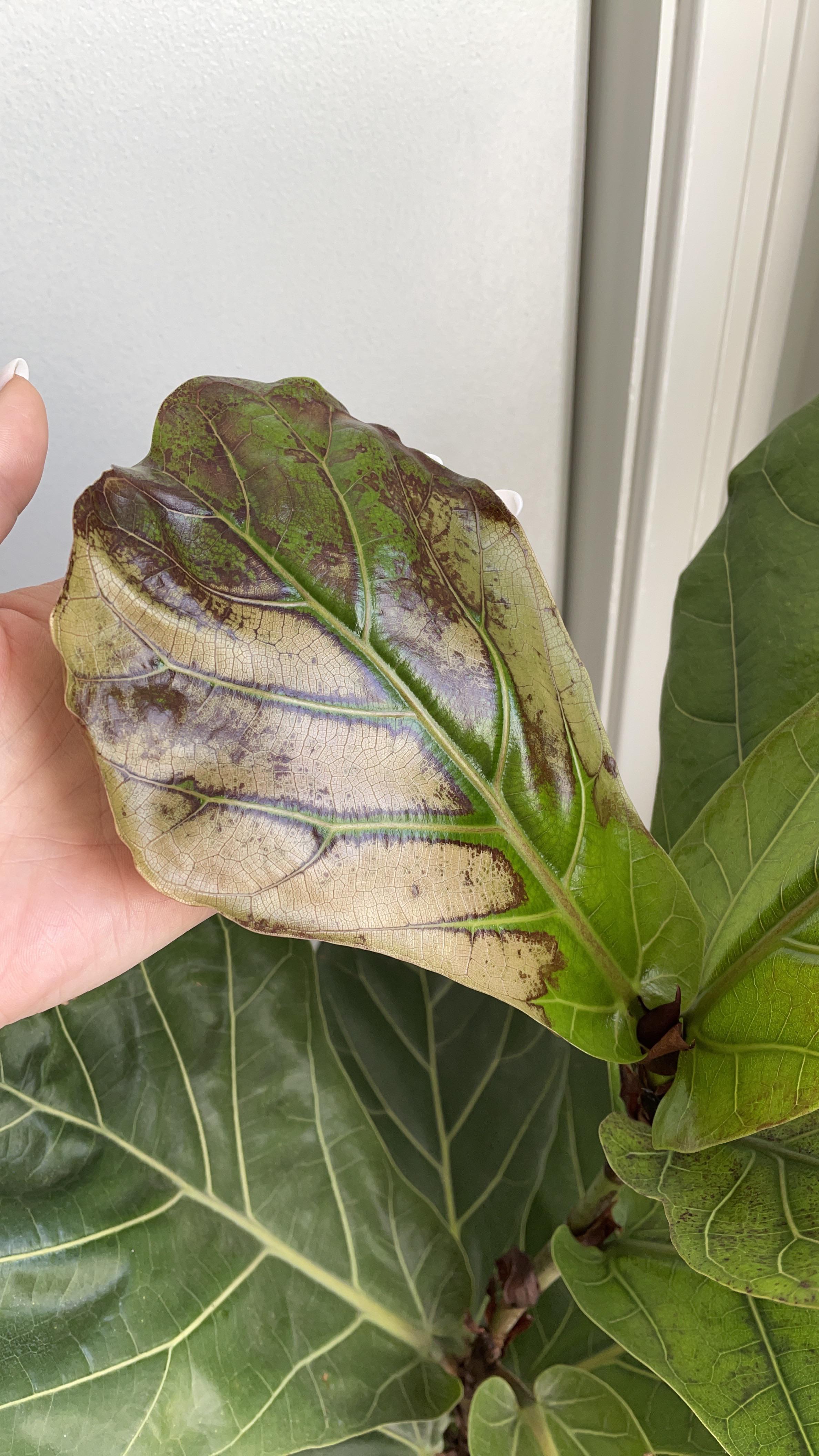 Weird fiddle leaf fig colouration on new leaf—went on vacation friday it was immature and fine ...