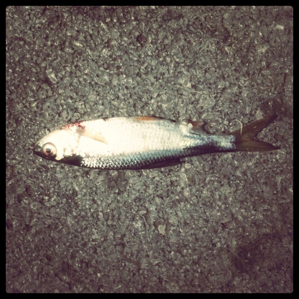 Weirdest roadkill I've ever seen. | Scrolller