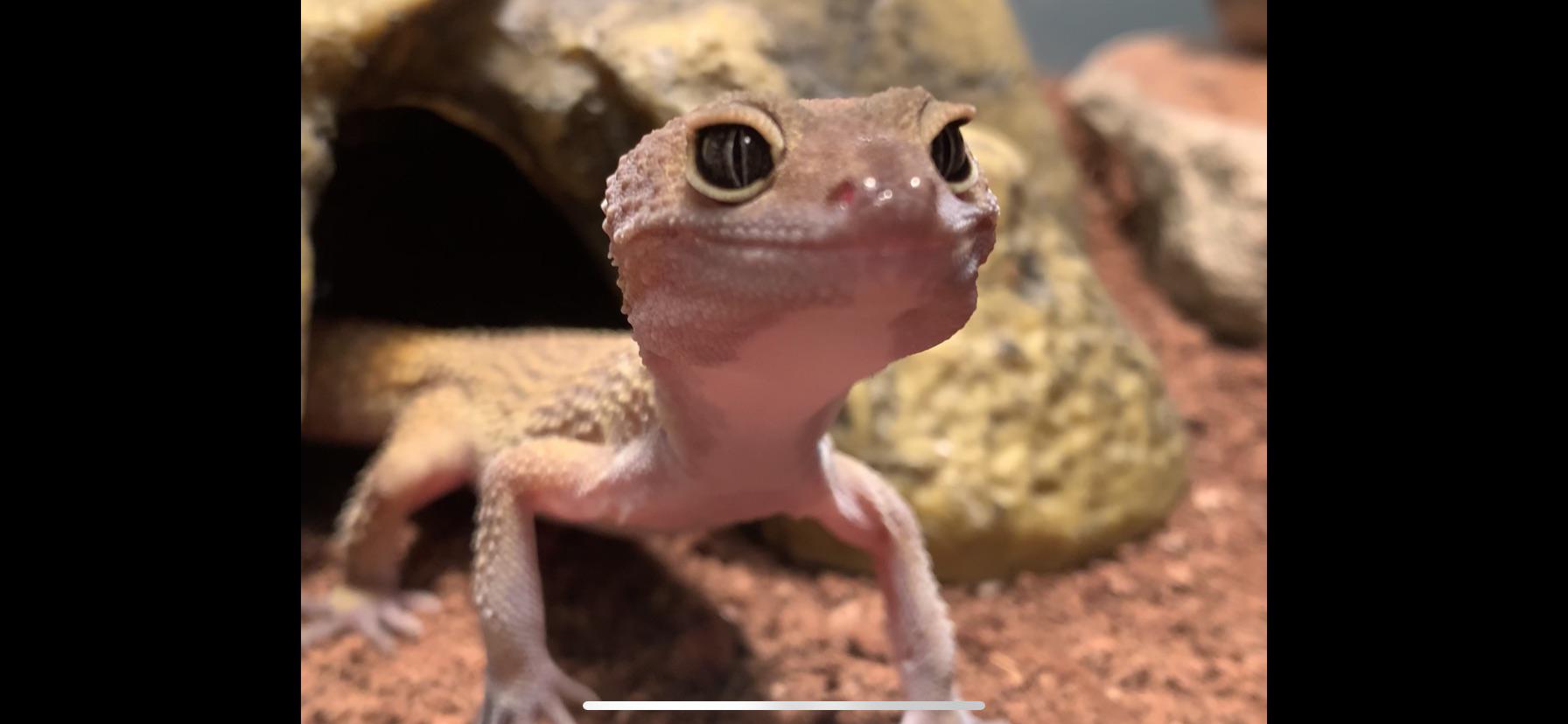 Welcome arlo my second gecko! Okie | Scrolller