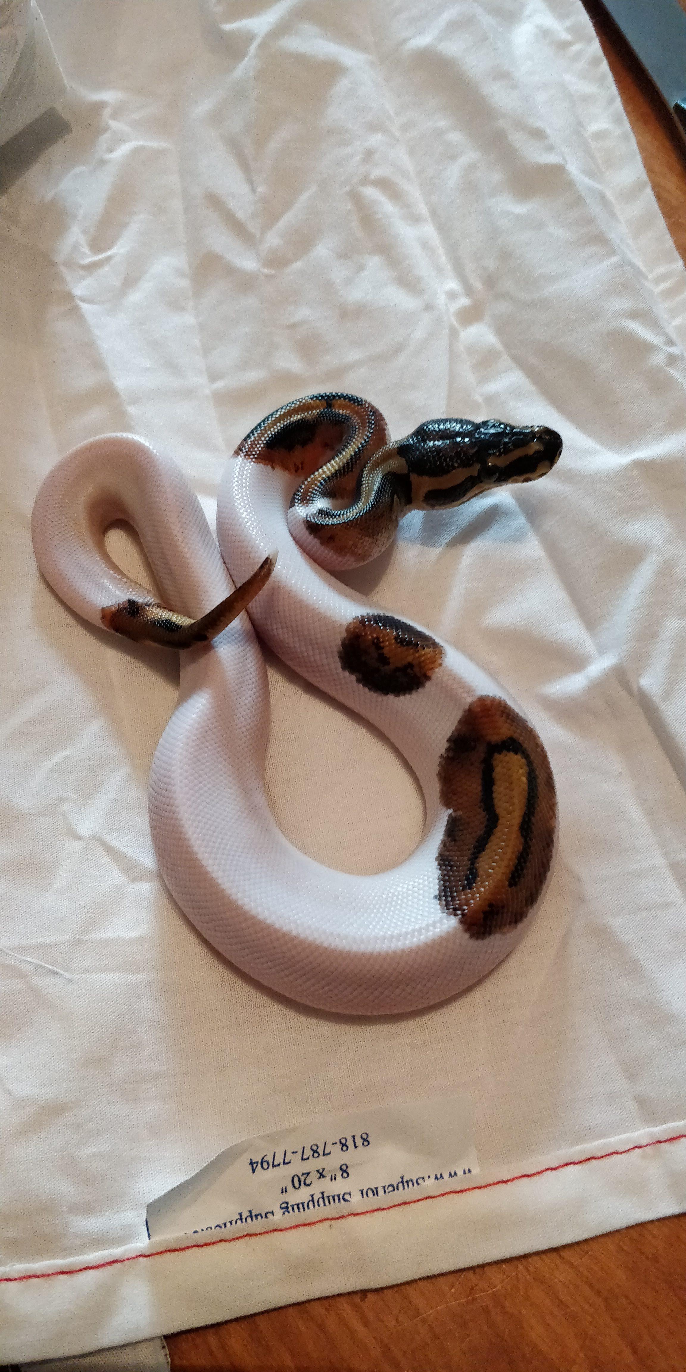 Welcome home Chewy! | Scrolller