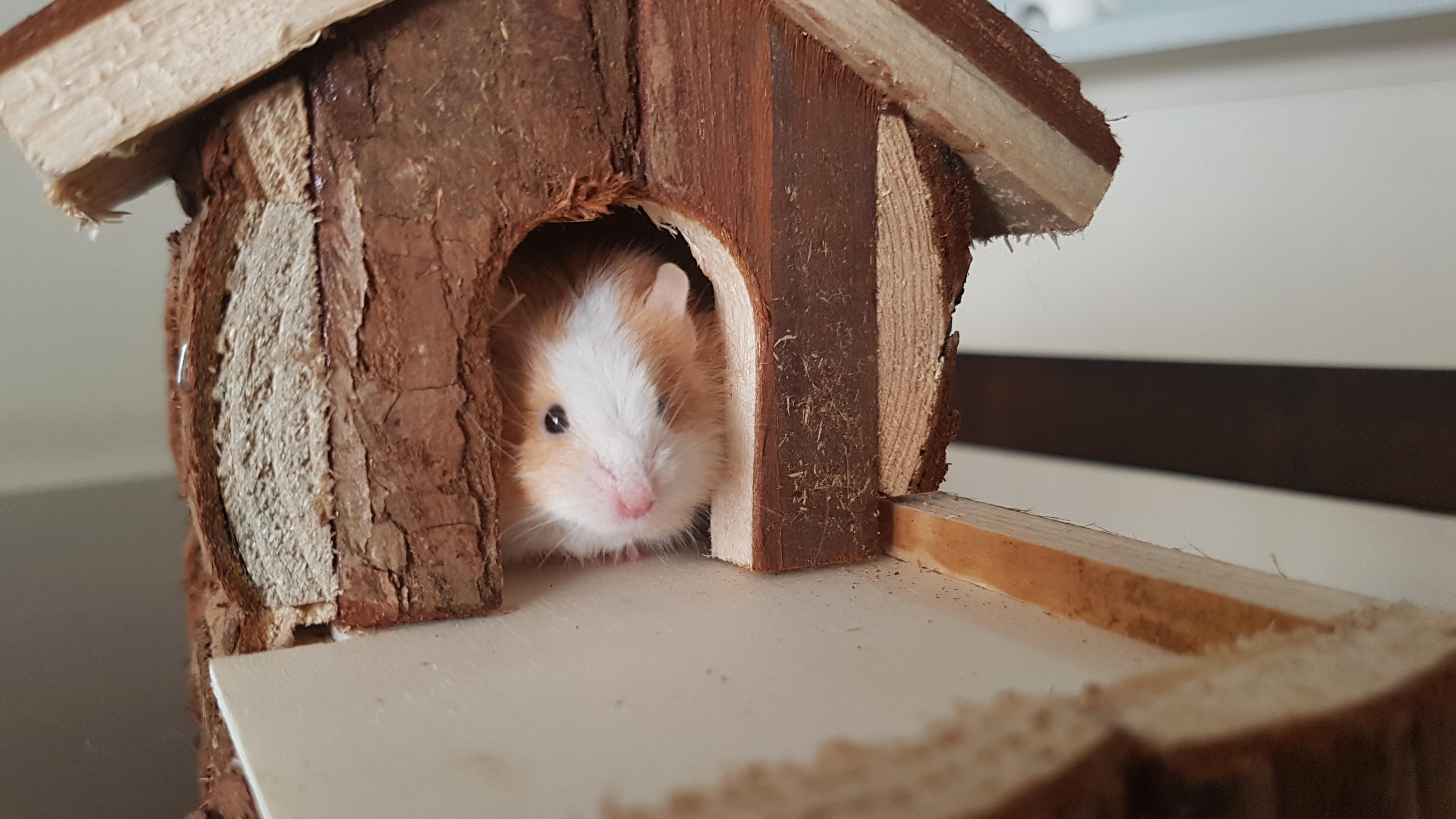 Welcome to the mouse house. What's the password? | Scrolller