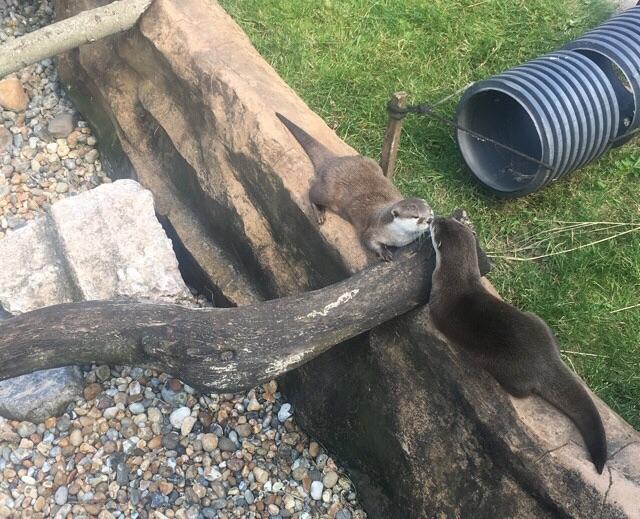 Well timed photo of these otters kissing | Scrolller
