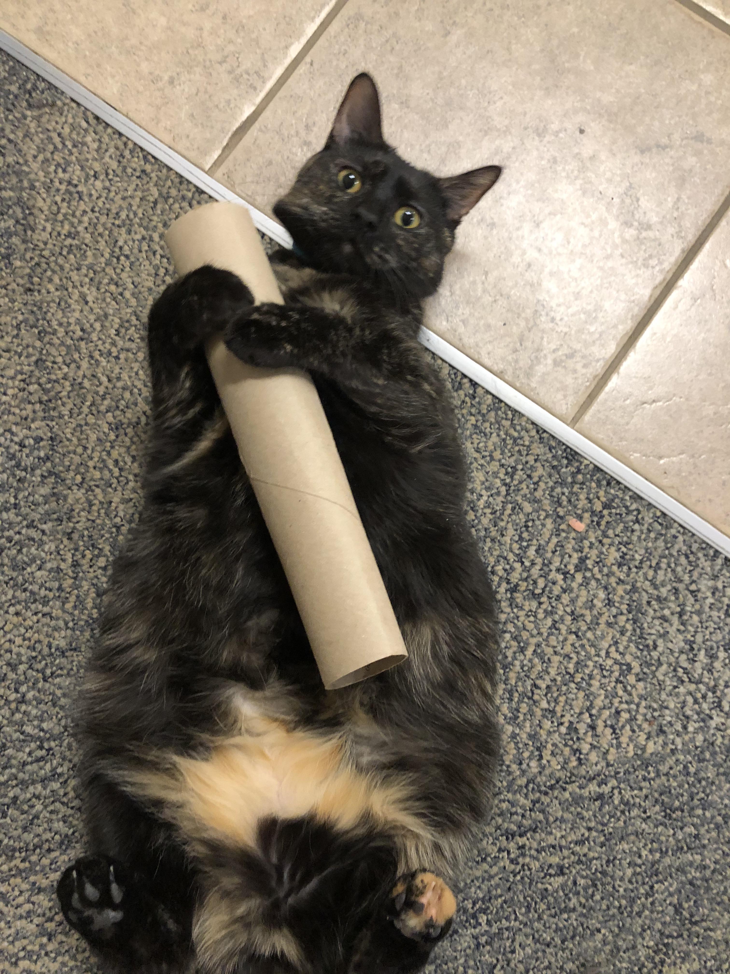 Wendy loves her paper towel rolls! | Scrolller