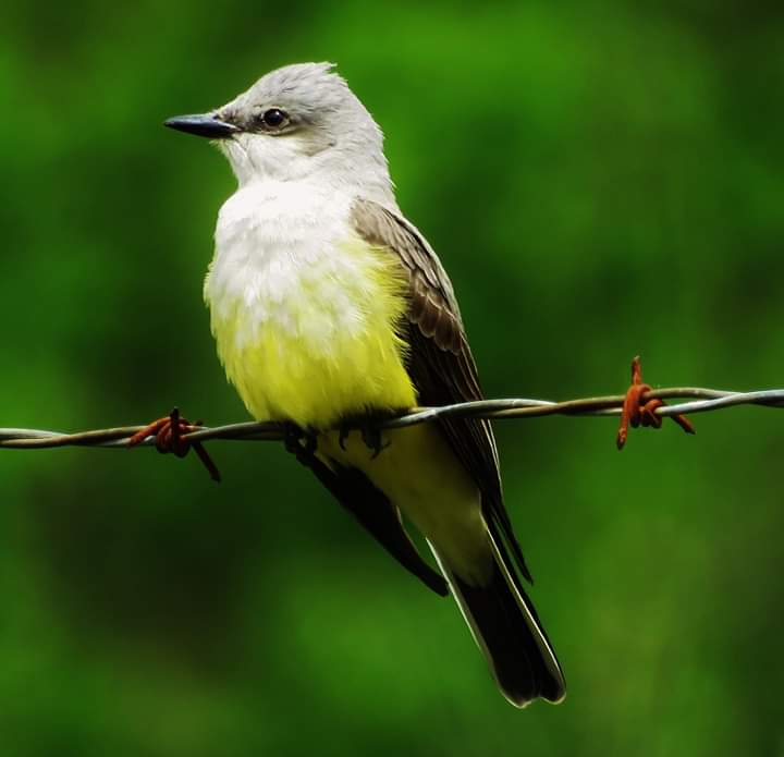 Western Kingbird. | Scrolller