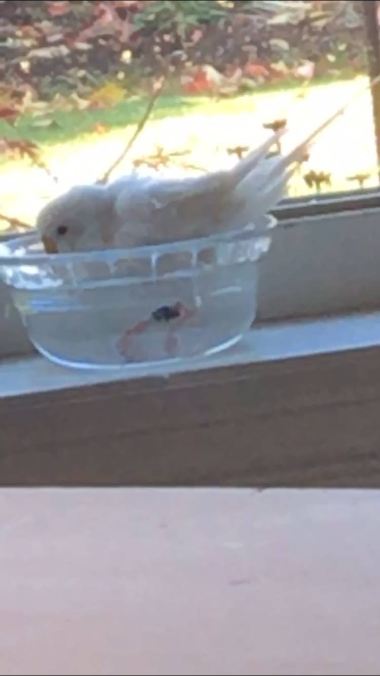 Wet chicken | Scrolller