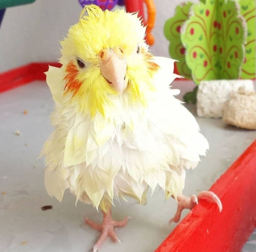 Wet chicken | Scrolller