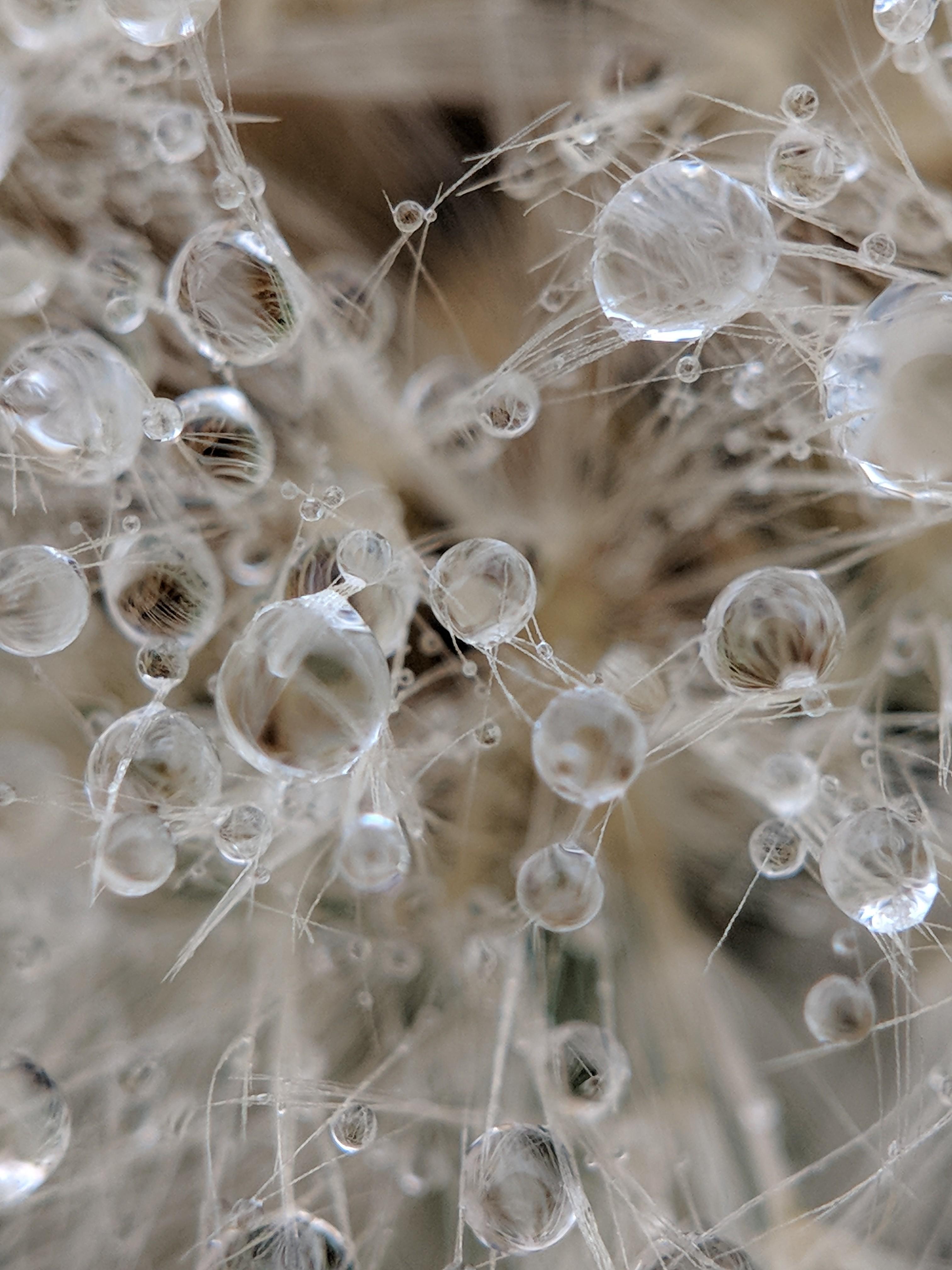 Wet Dandelion [OC] [3024x4032] Pixel 2 with 10x Moment Macro Lens | Scrolller