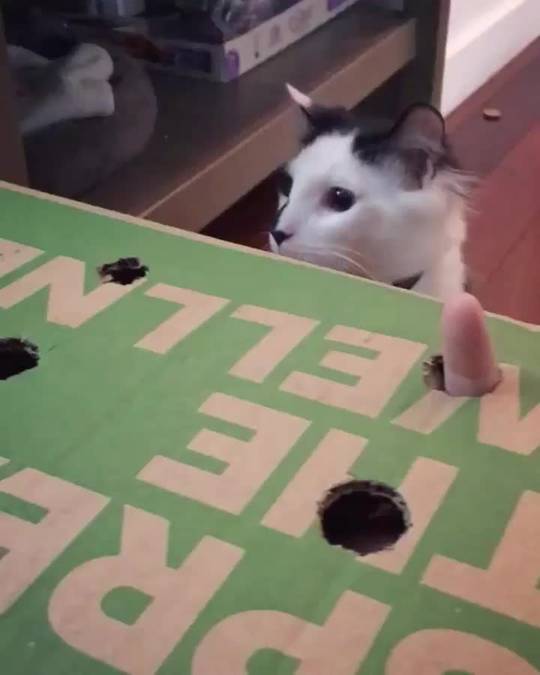 Whack-a-mole | Scrolller