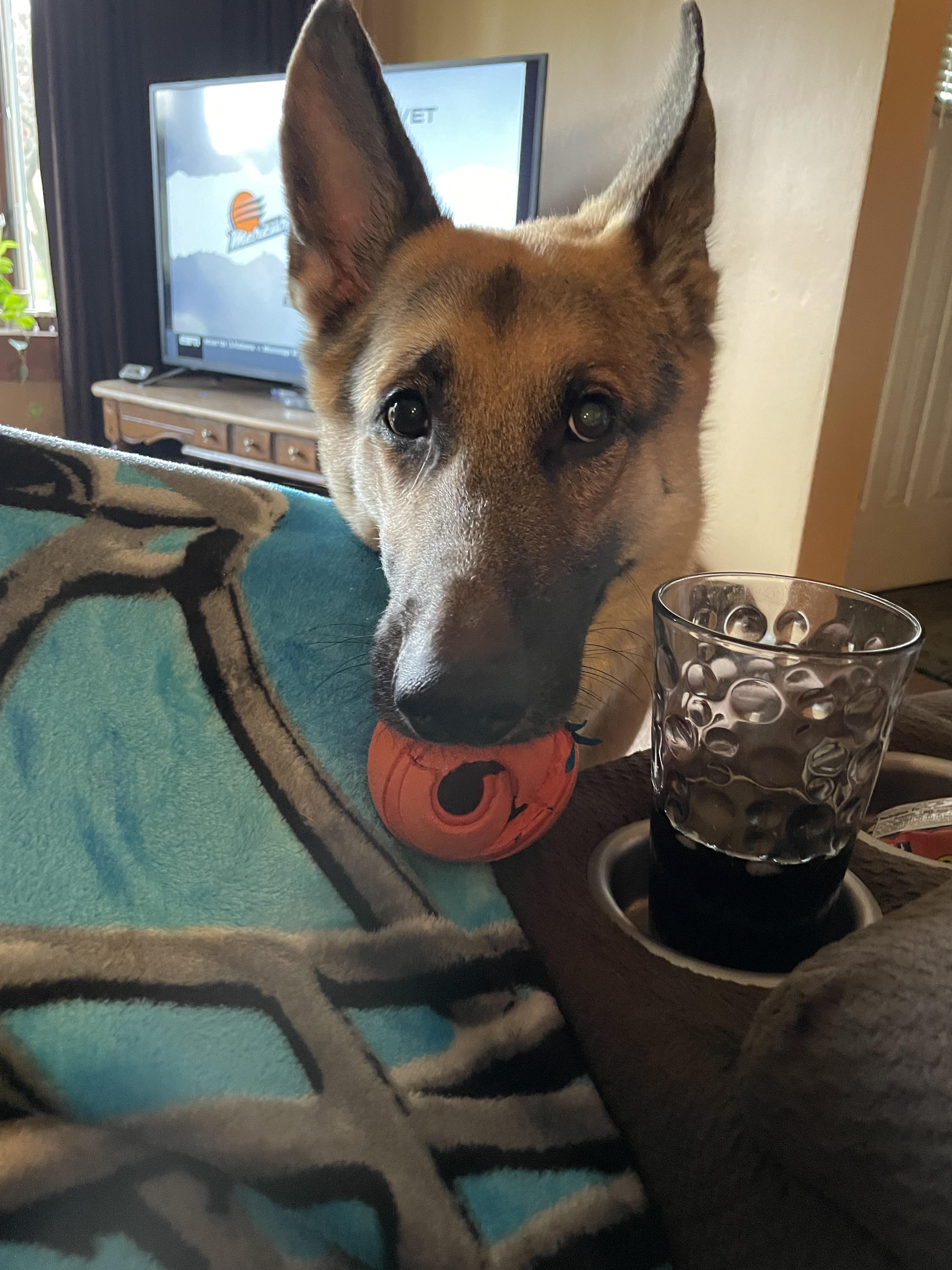 Whanna play fetch? | Scrolller