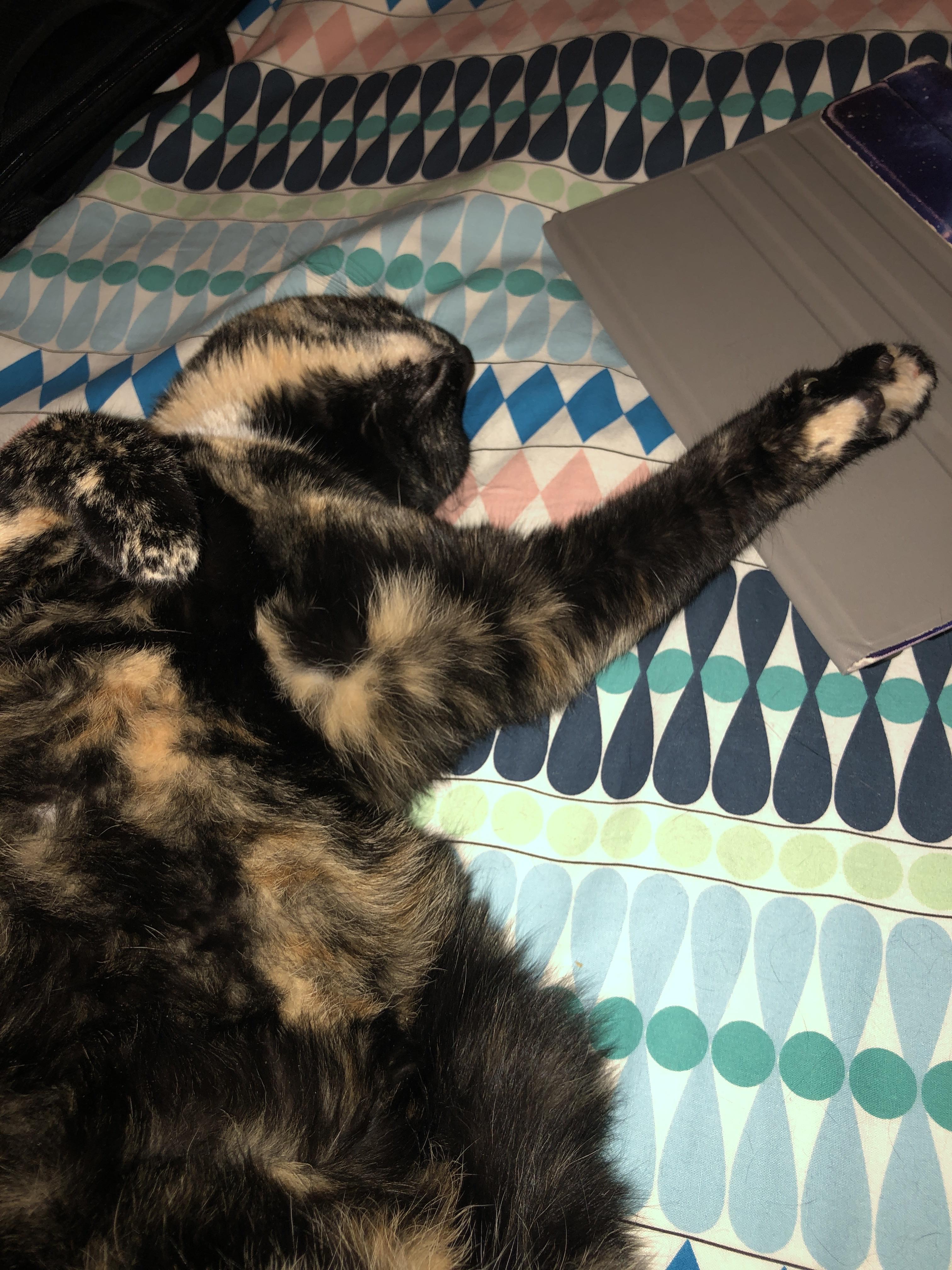 What a dramatic pose | Scrolller