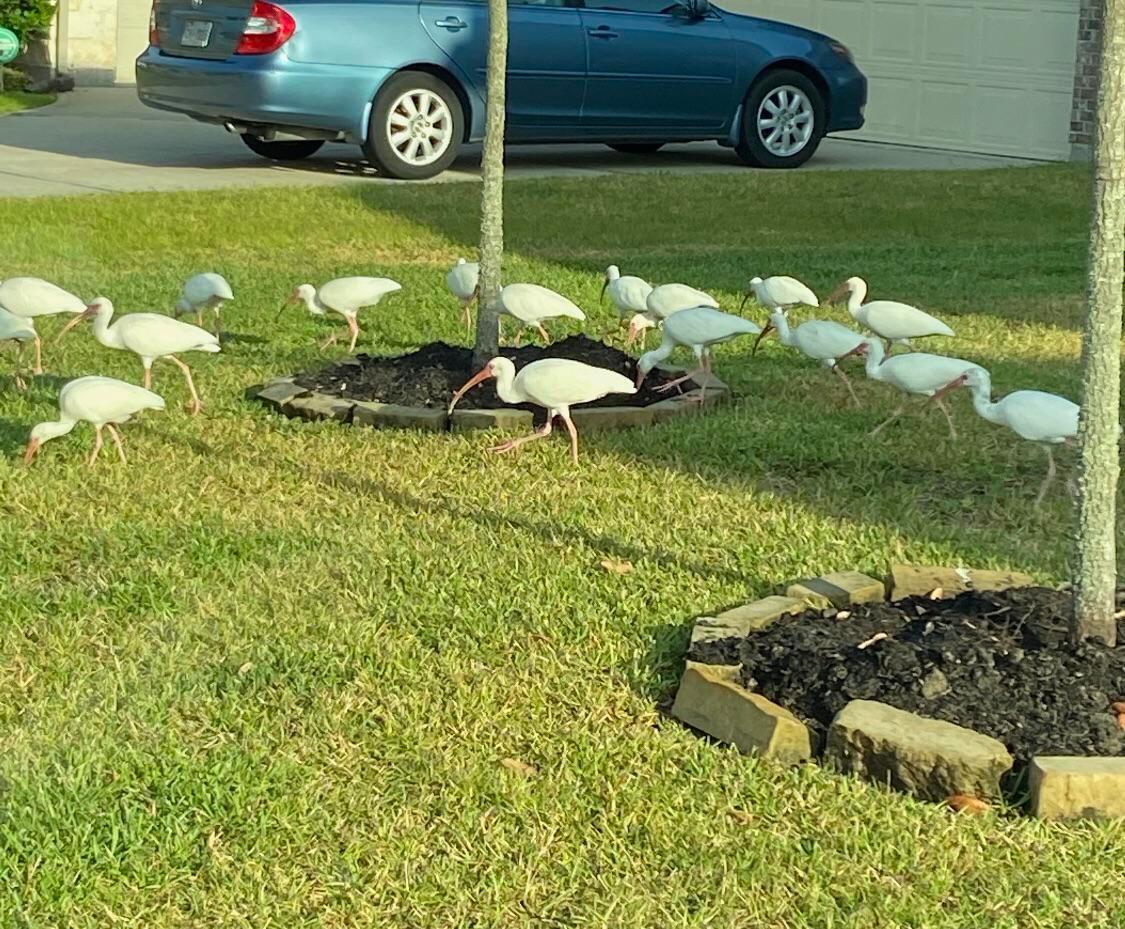 What are these birds in my yard? Kemah, Tx area. | Scrolller