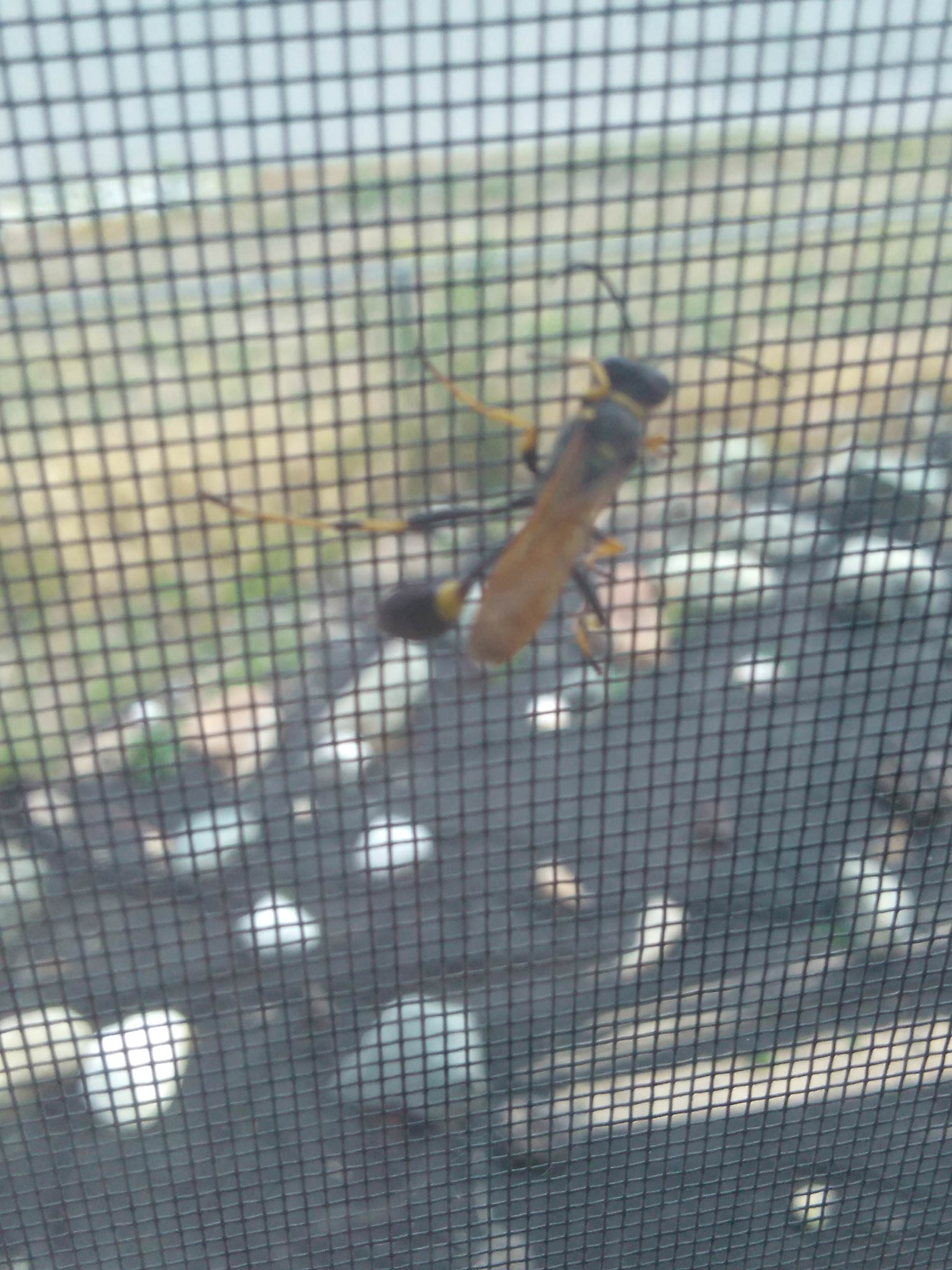 What bug is this? | Scrolller