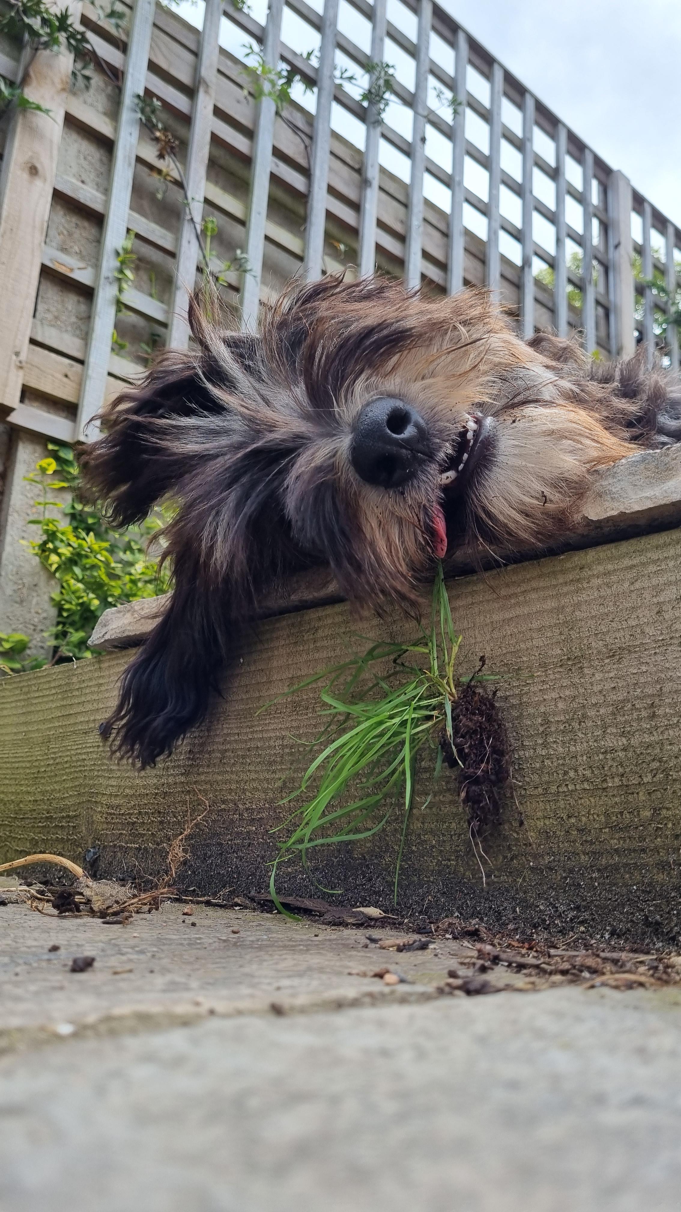 What can I say, he loves grass..... | Scrolller