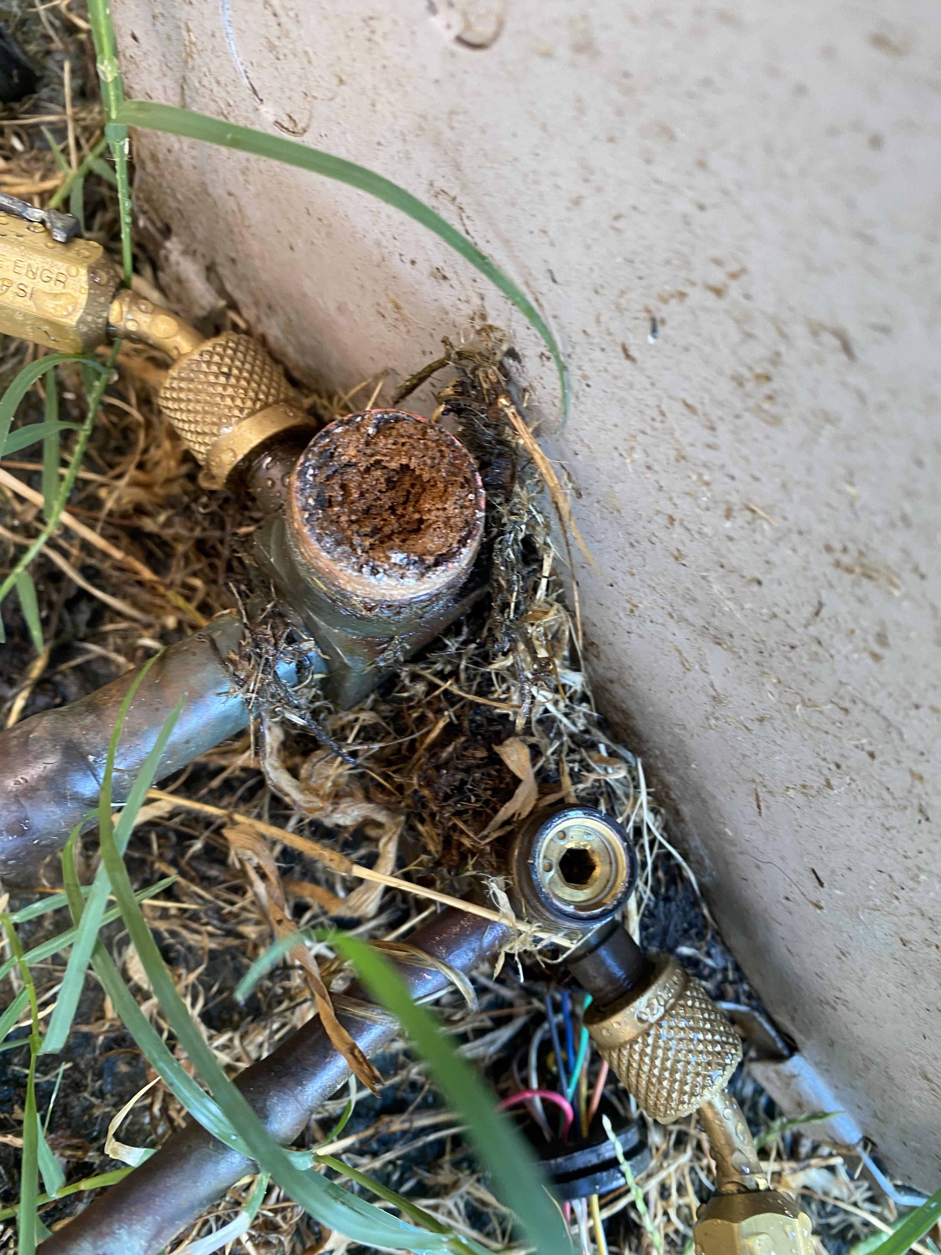 What do you think this is in the suction king valve? | Scrolller