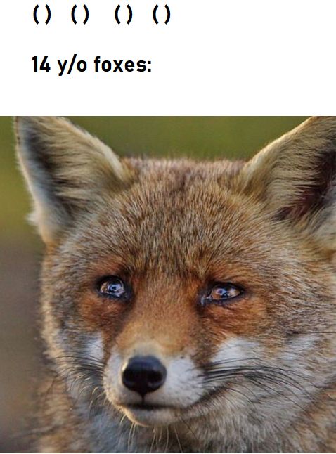 What Does The Fox Say? | Scrolller