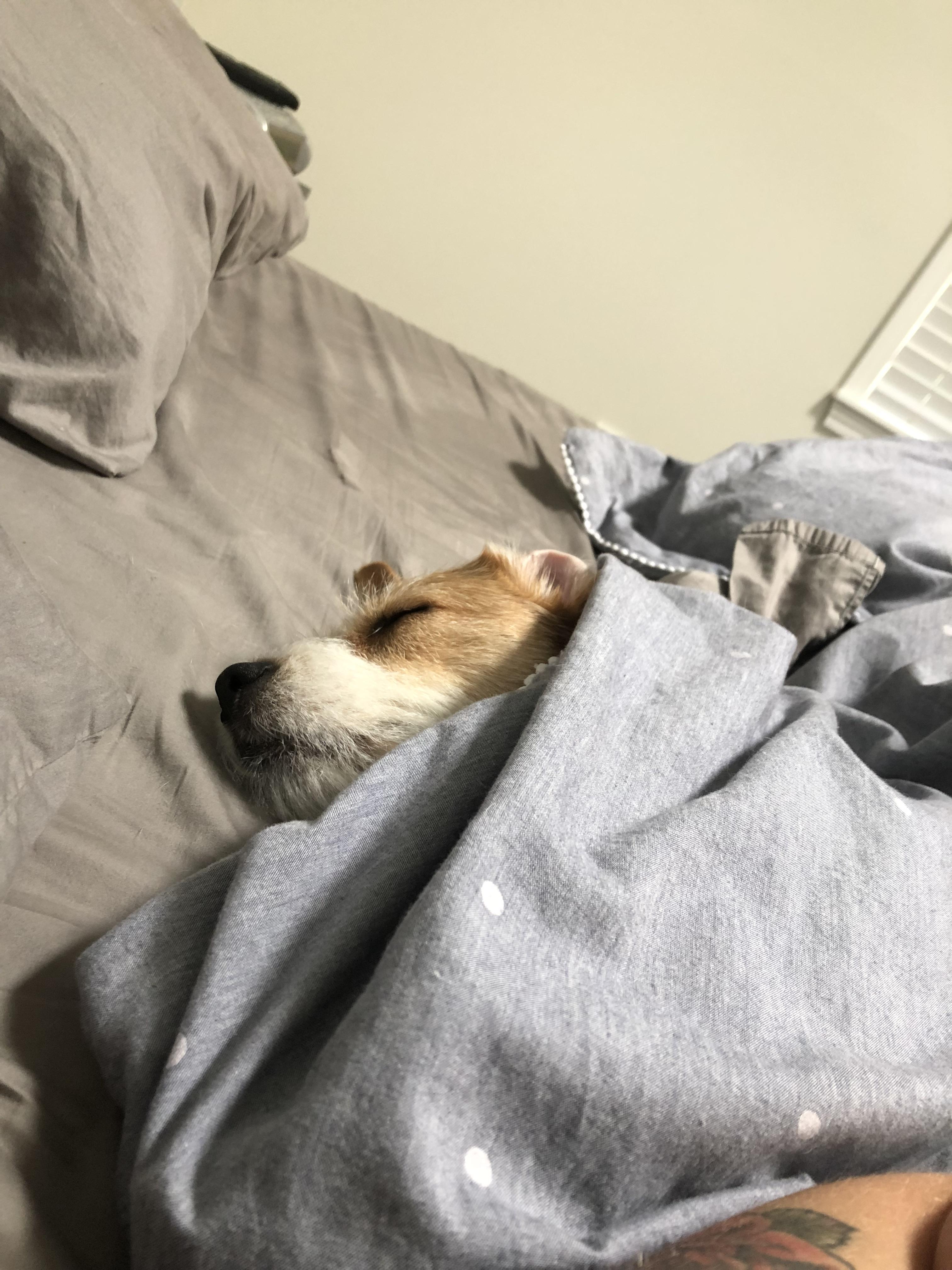 What I wake up to after my husband has left for work. Every. Morning. | Scrolller