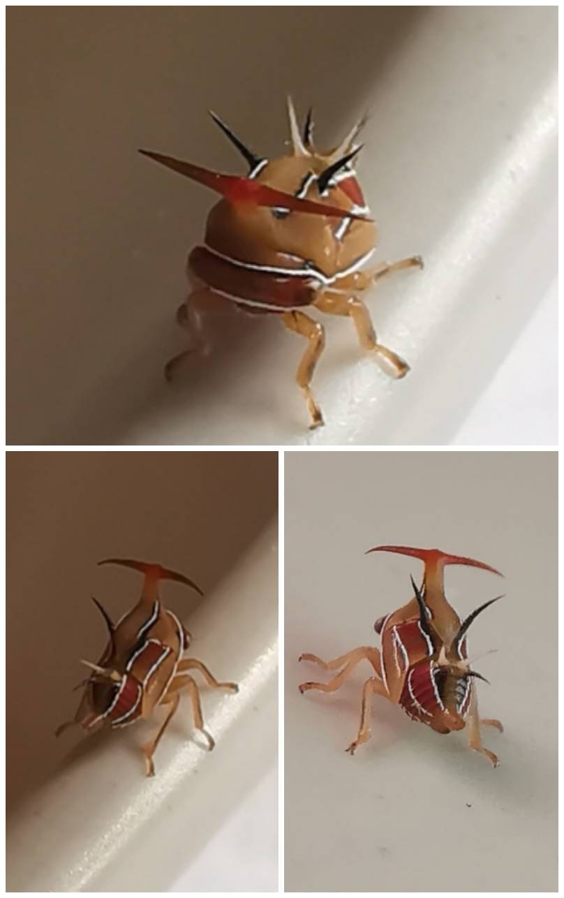 what insect is it ? | Scrolller