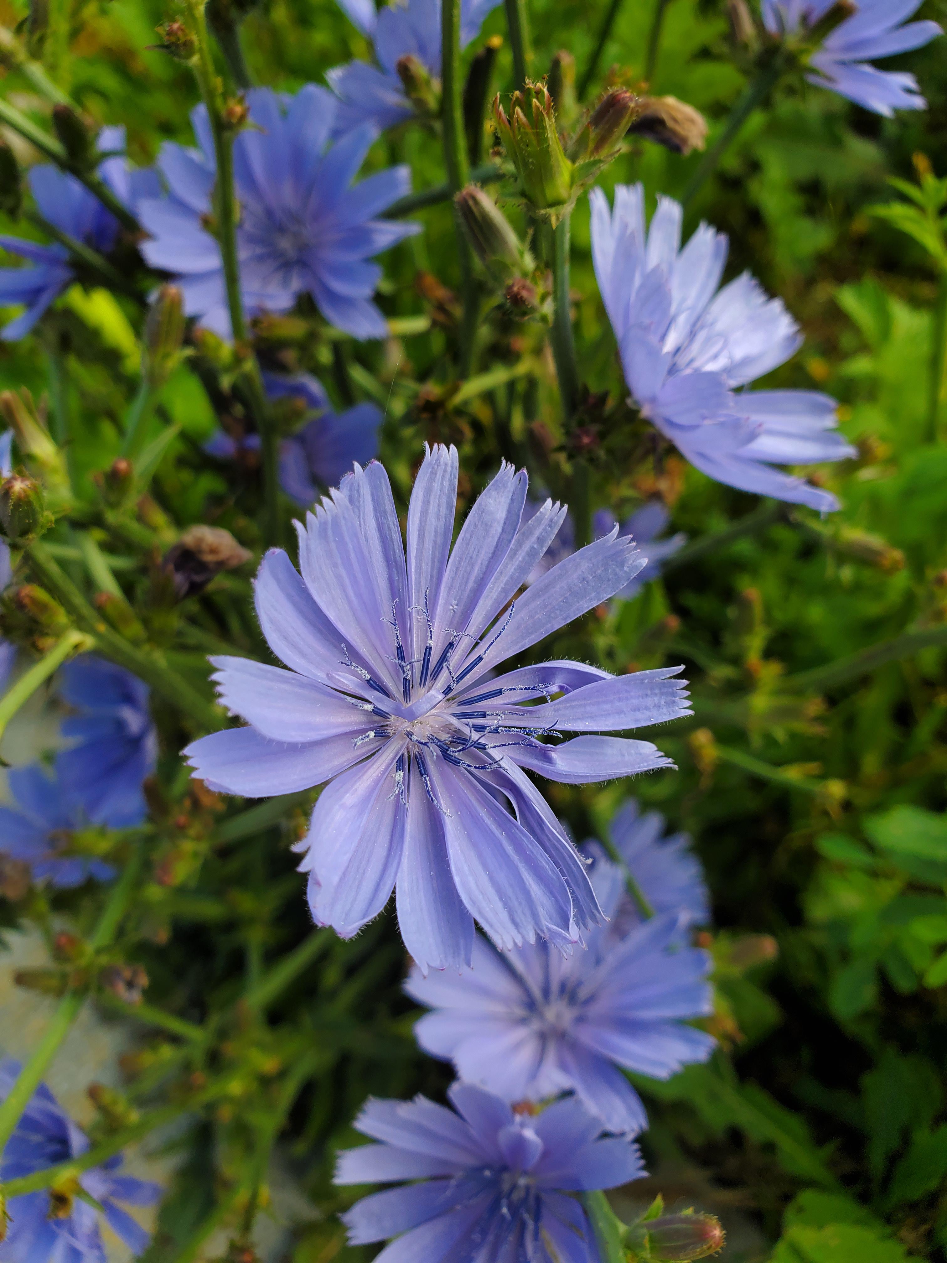what is the name of this beautiful flower? | Scrolller