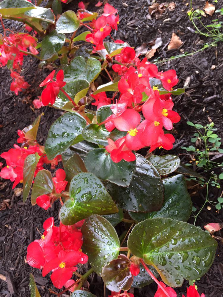 What is this beautiful plant/flower? | Scrolller