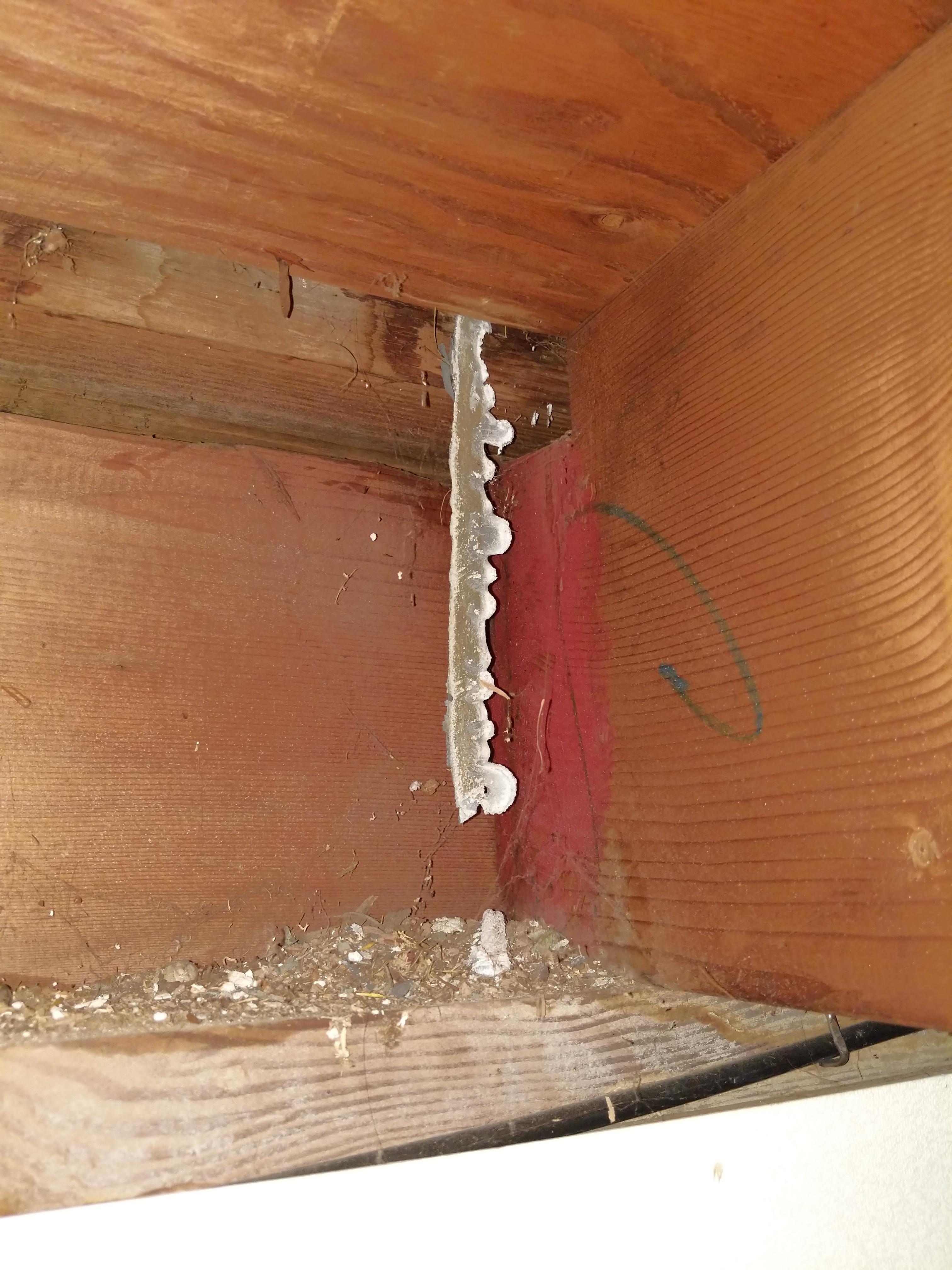 What is this growing in my basement? | Scrolller