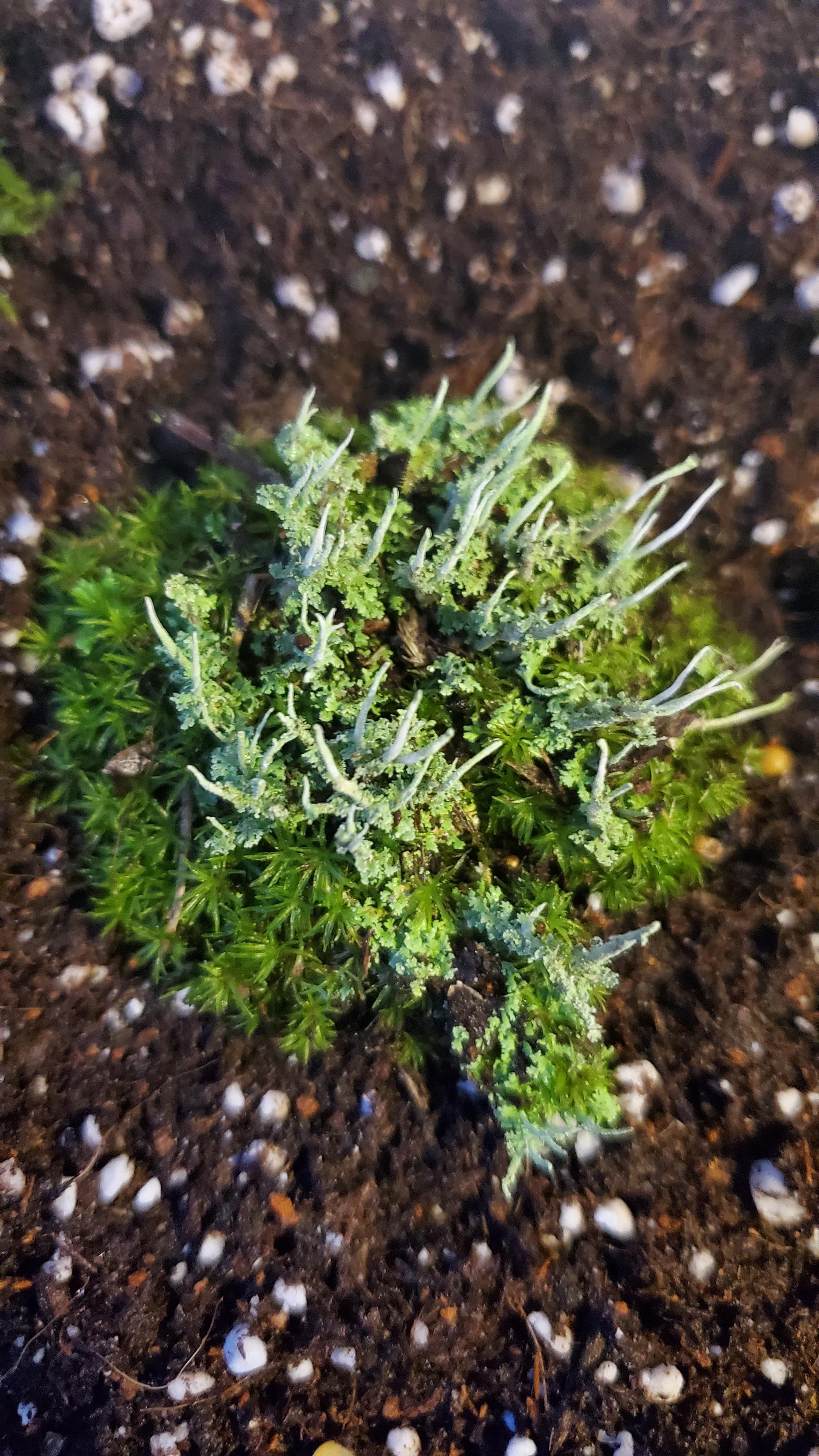 What is this plant? | Scrolller