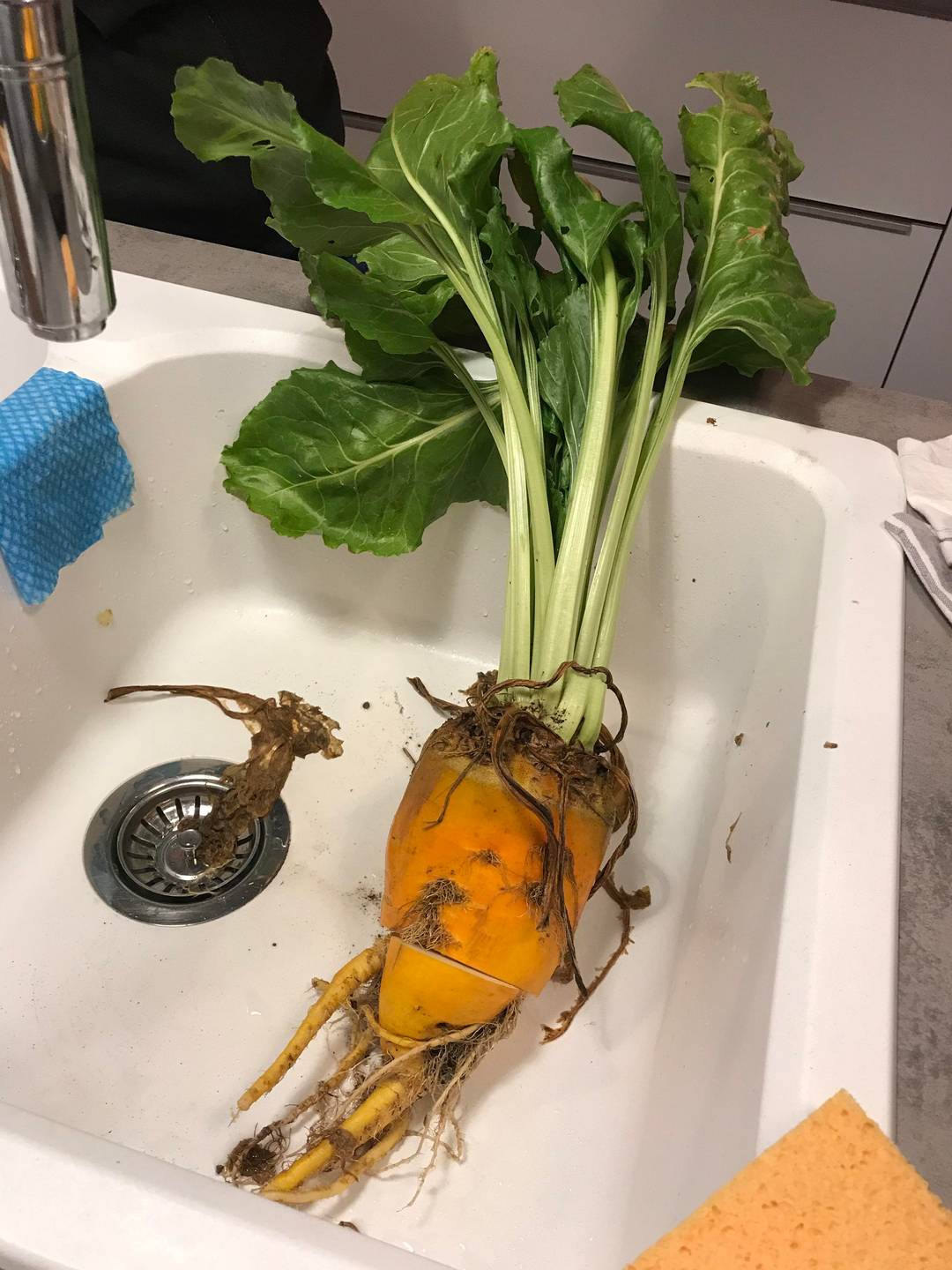 What is this vegetable? | Scrolller